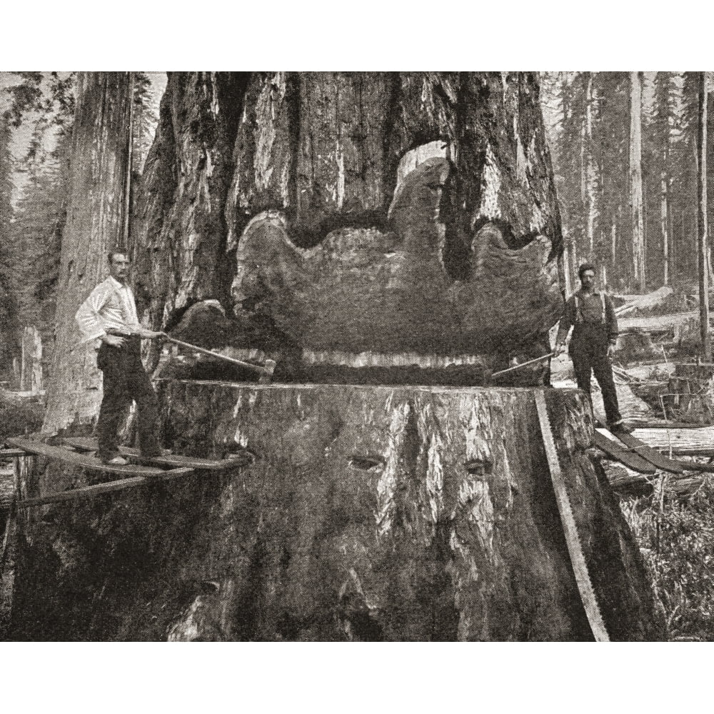Cutting down a giant California Redwood tree in the late 19th century ...