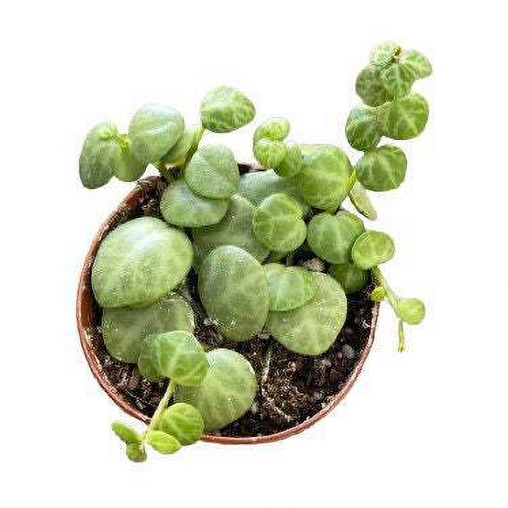 Cuttings/ 2" pot 4"pot Rare Succulent Plants String of turtles ...