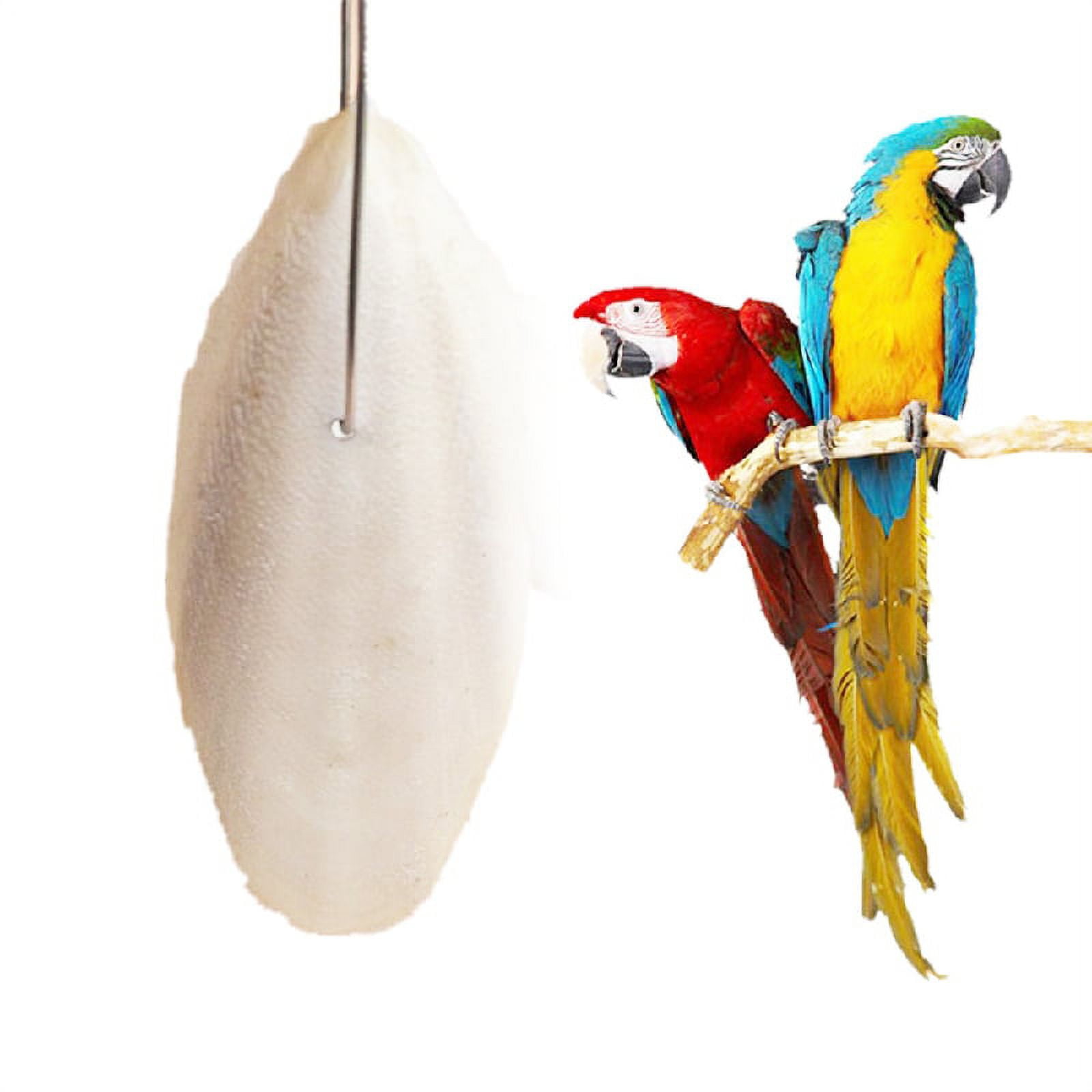 Cuttlefish Cuttle Fish Bone Parrotts Birds Reptiles Food Tacks Tortoise ...