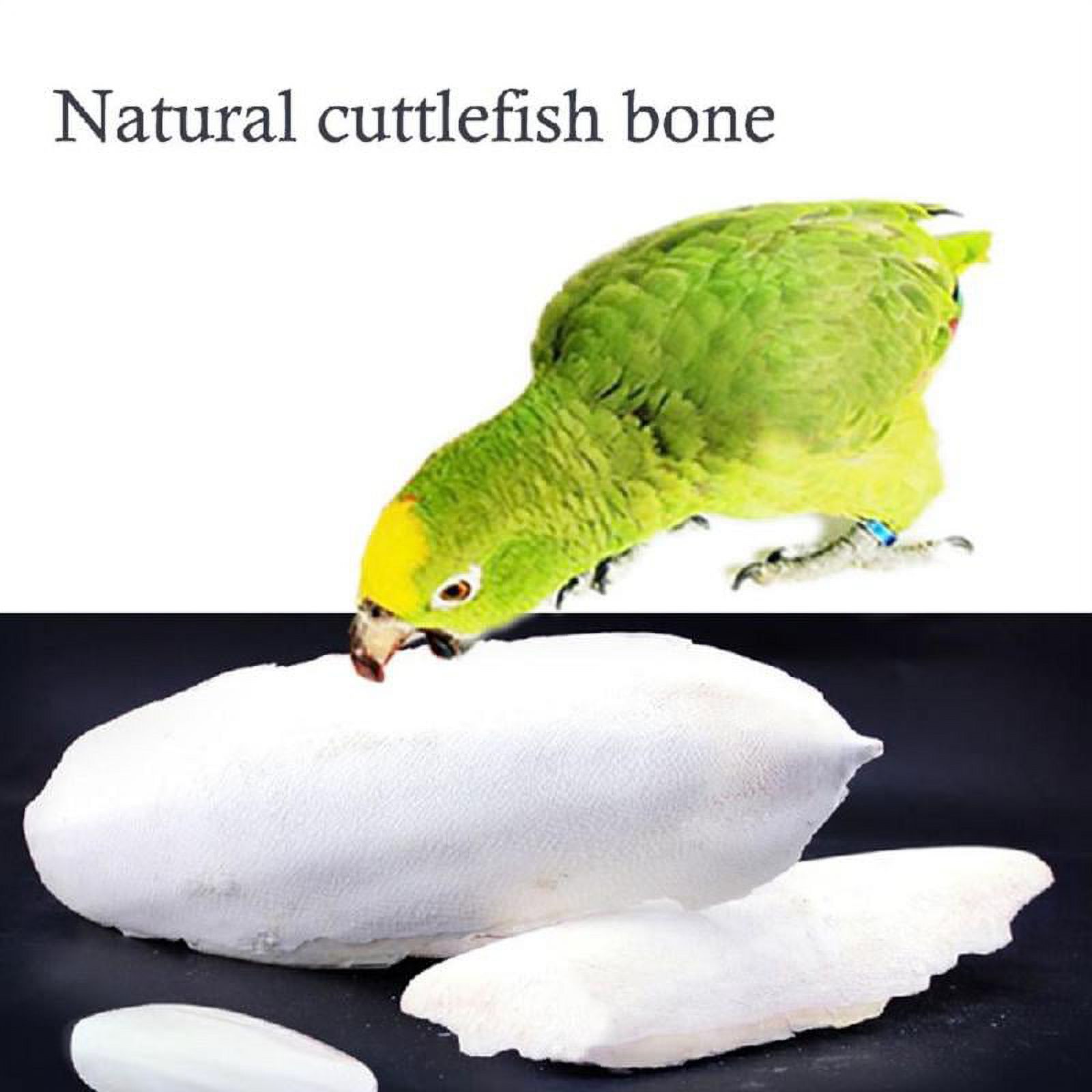 Cuttlefish Cuttle Fish Bone Parrotts Birds Reptiles Rabbits Tortoise ...