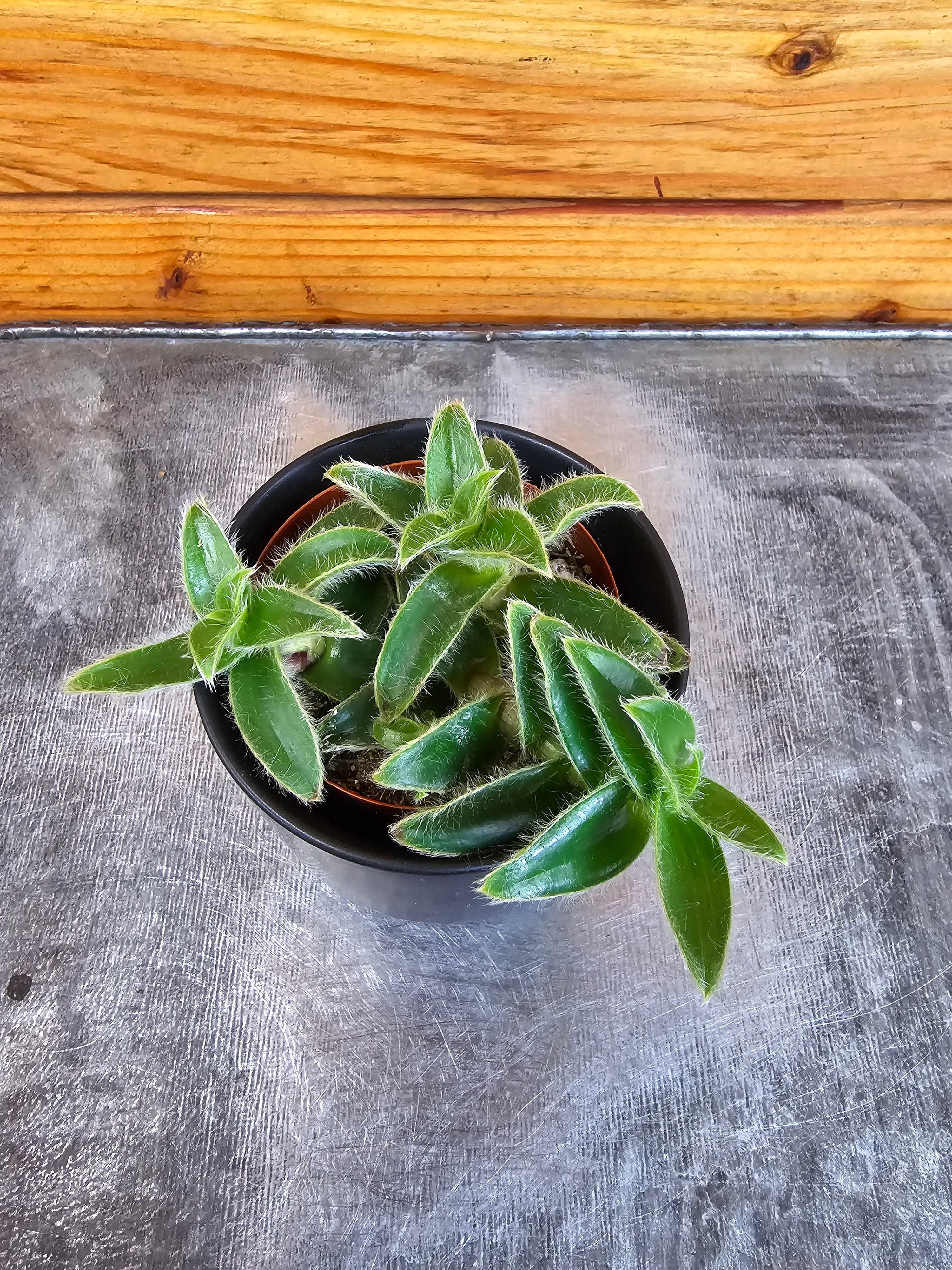 Cyanotis Somaliensis, 2" Plant, The Plant Farm - Walmart.com