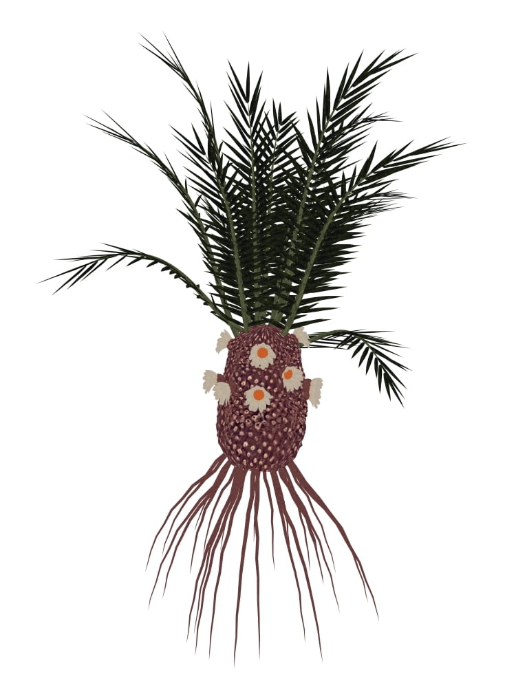 Cycadeoidea prehistoric plant Poster Print (12 x 16) - Walmart.com