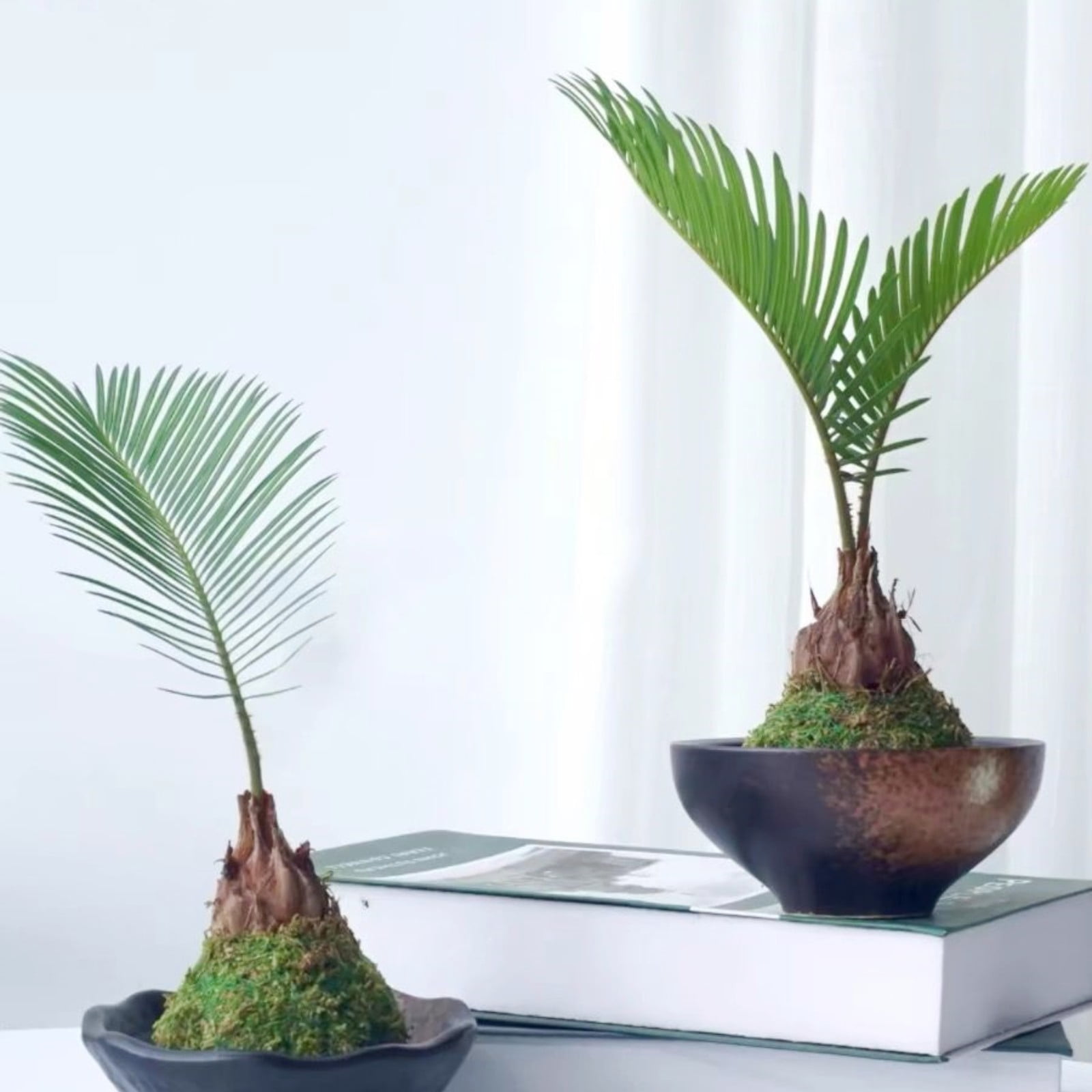 Cycas Palm Tree Sago Palm Cycas Cycas Cycas Cycas Revoluta Sago Palm ...