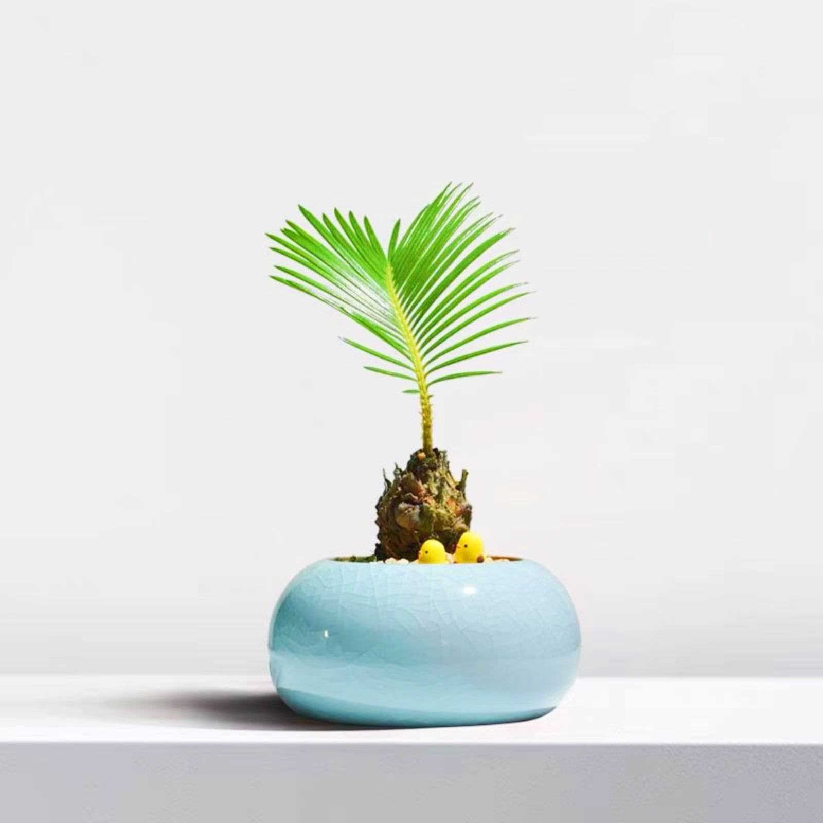 Cycas Palm Tree Sago Palm Cycas Cycas Cycas Cycas Revoluta Sago Palm ...