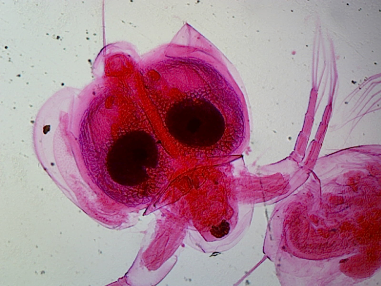 Cyclops (Arthropod, Crustacean); Whole-mount by Go Science Crazy ...