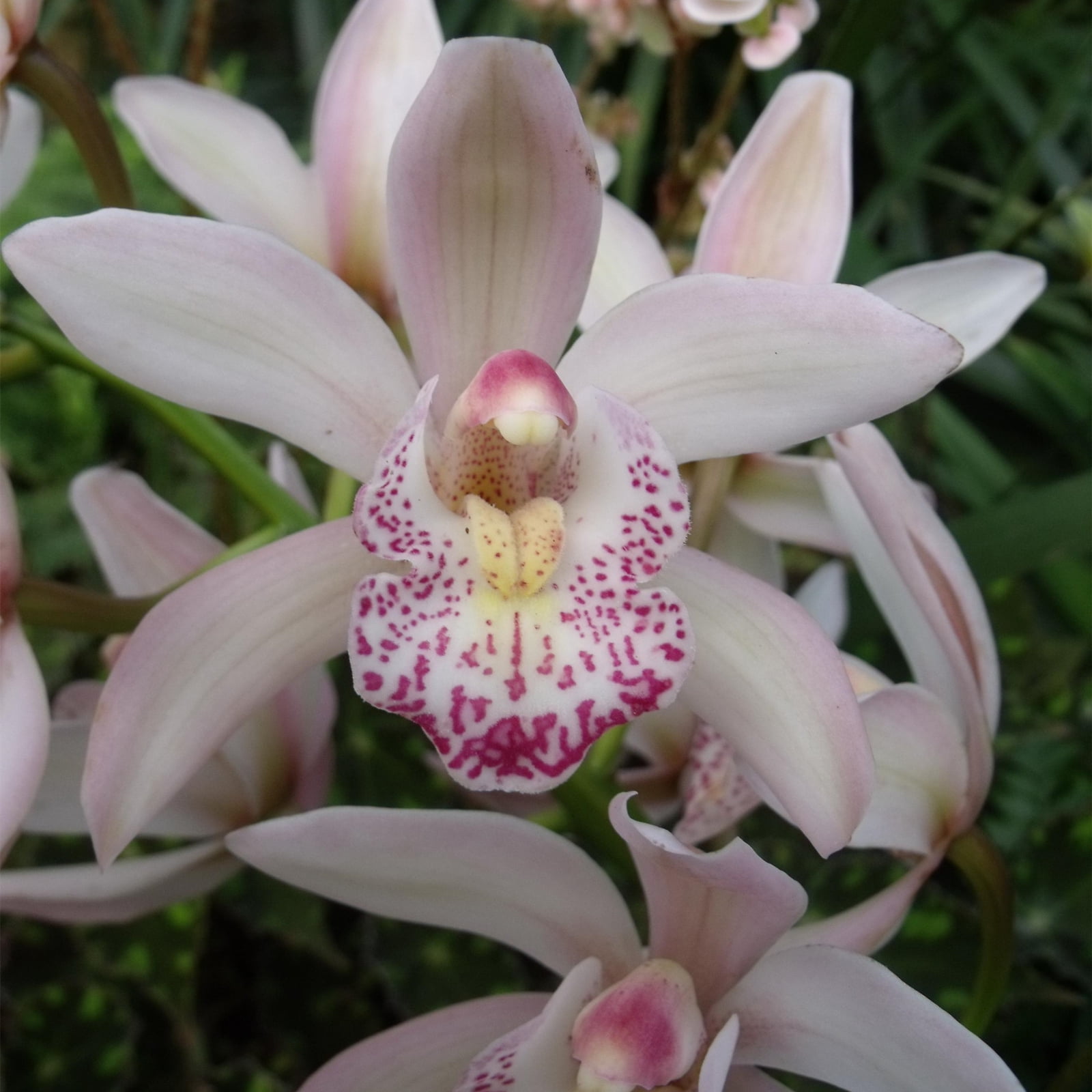 Cymbidium Bulbs, A Pleasant Fragrance And A Long Flowering Period, Easy ...