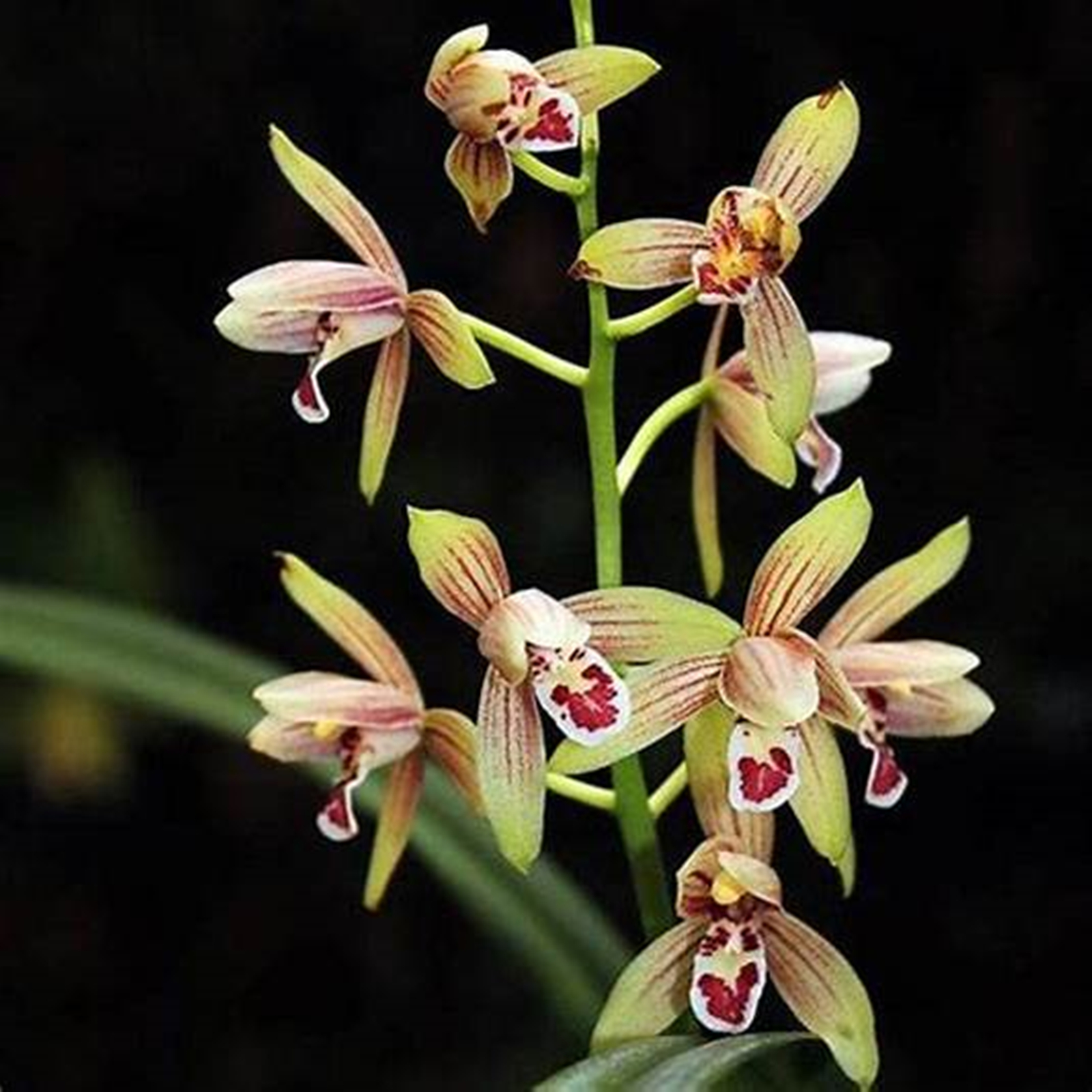 Cymbidium Bulbs, A Pleasant Fragrance And A Long Flowering Period, Easy ...