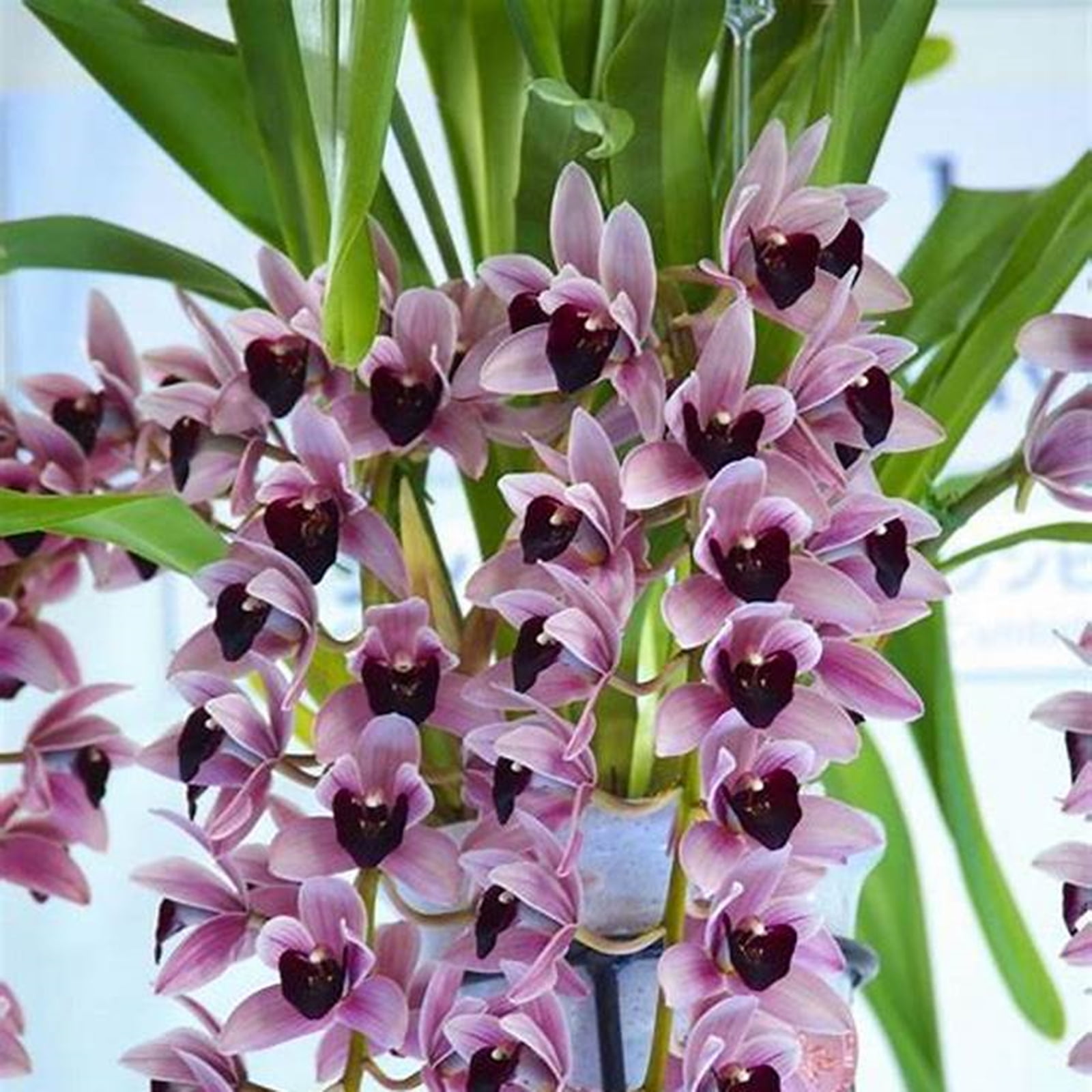 Cymbidium Bulbs, A Pleasant Fragrance And A Long Flowering Period, Easy ...