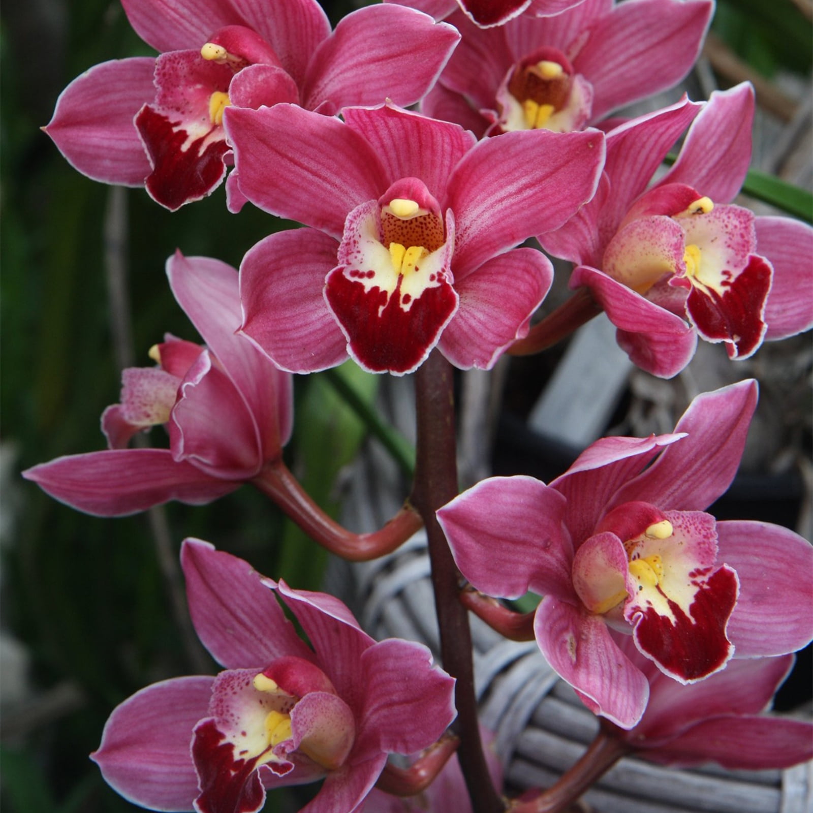 Cymbidium Bulbs, A Pleasant Fragrance And A Long Flowering Period ...