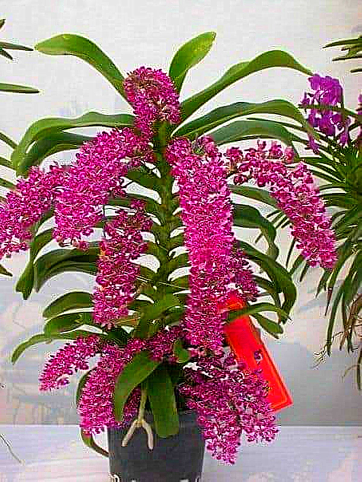Cymbidium Bulbs , Cymbidium Potting Mix ，Fragrant Flowers,Cymbidium ...