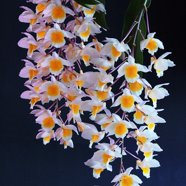 Madagascar Lace Bulb - Aponogeton madagascariensis - Walmart.com