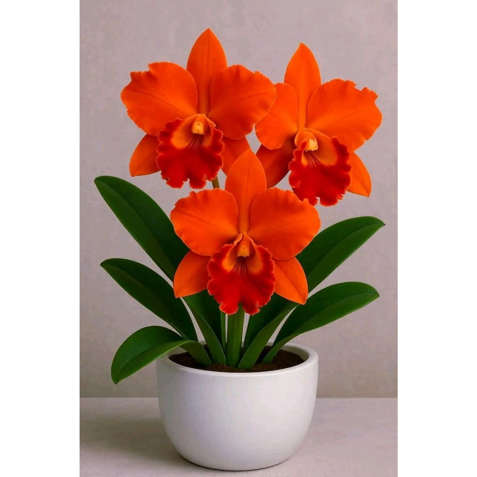 Cymbidium-Bulbs For Planting - Garden Elegance Decoration - Premium ...