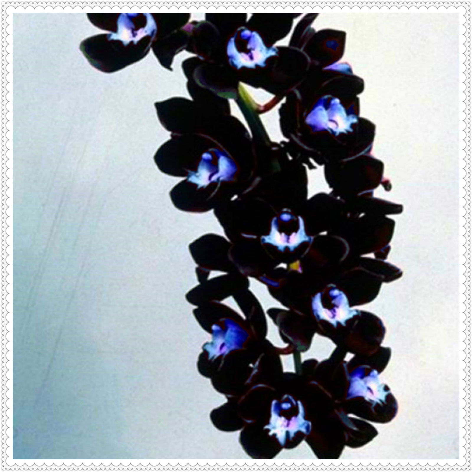 Cymbidium-Bulbs For Planting - Garden Elegance Decoration - Premium ...
