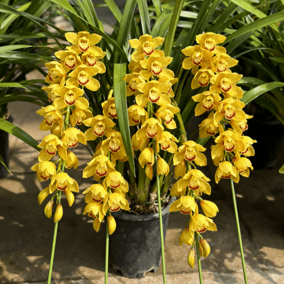 Cymbidium-Bulbs For Planting - Premium Garden Stakes Perfect for ...