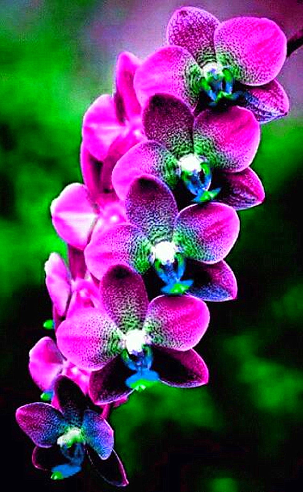 Cymbidium Bulbs , Fragrant Flowers, Perennial Plants, Garden，Cymbidium ...