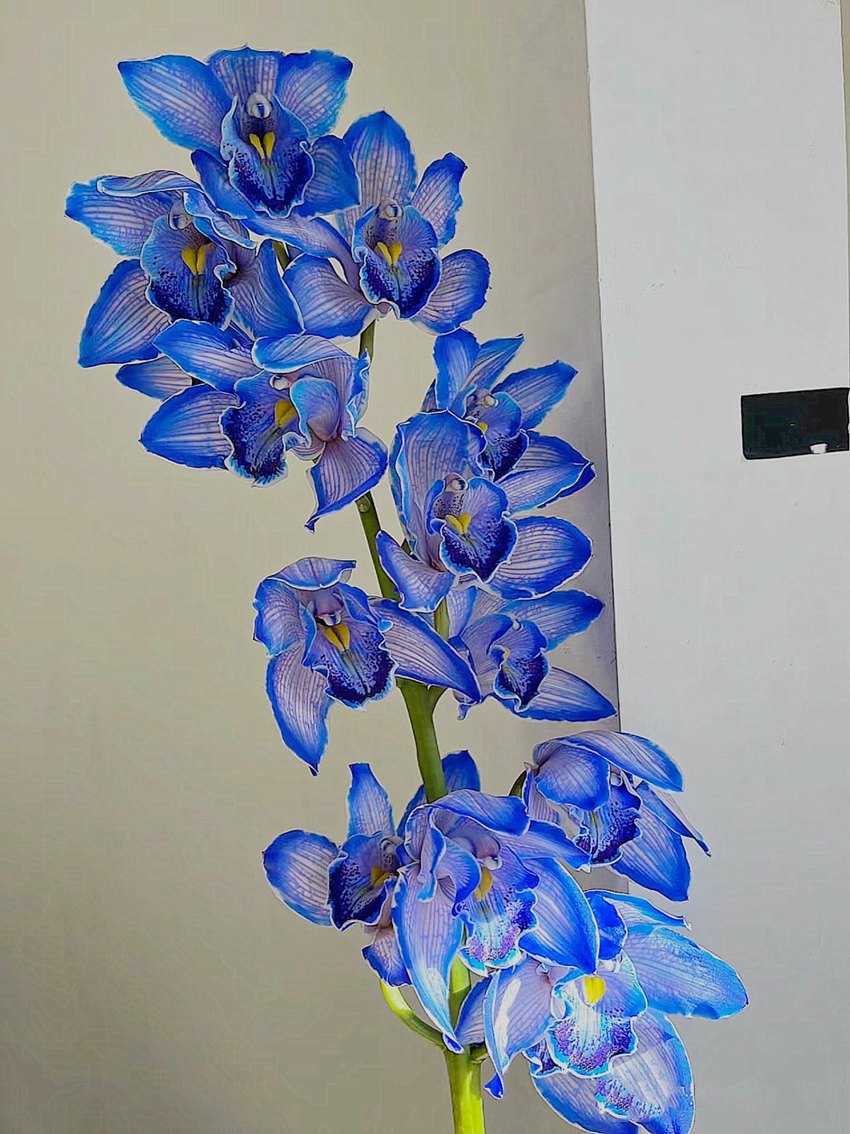 Cymbidium Bulbs , Fragrant Flowers, Perennial Plants, Garden，Cymbidium ...