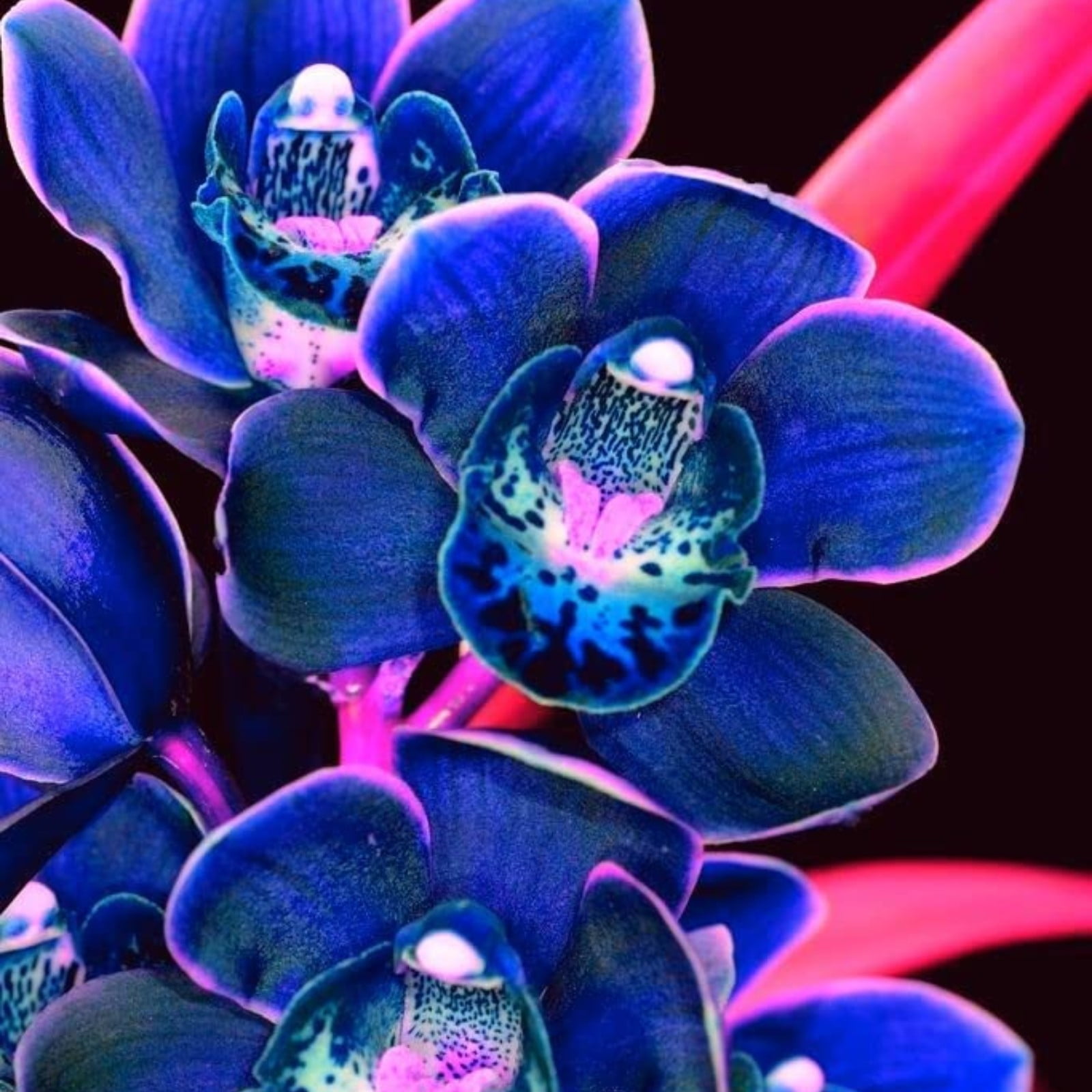 Cymbidium-Bulbs-Home Decoration for Planting Now-Simple to Grow-Premium ...