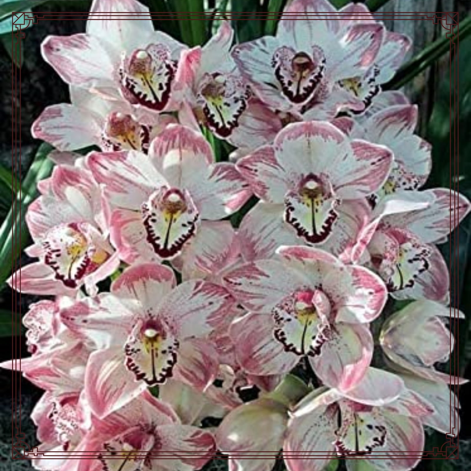 Cymbidium-Bulbs-Home Decoration for Planting Now-Simple to Grow-Premium ...