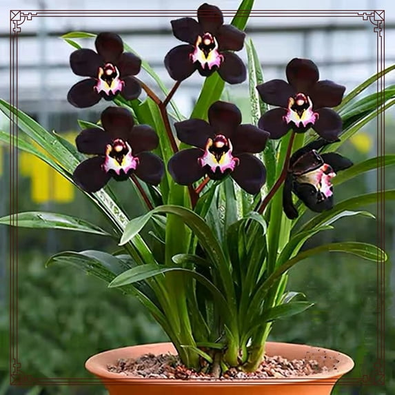 Cymbidium-Bulbs-Home Decoration for Planting Now-Simple to Grow-Premium ...
