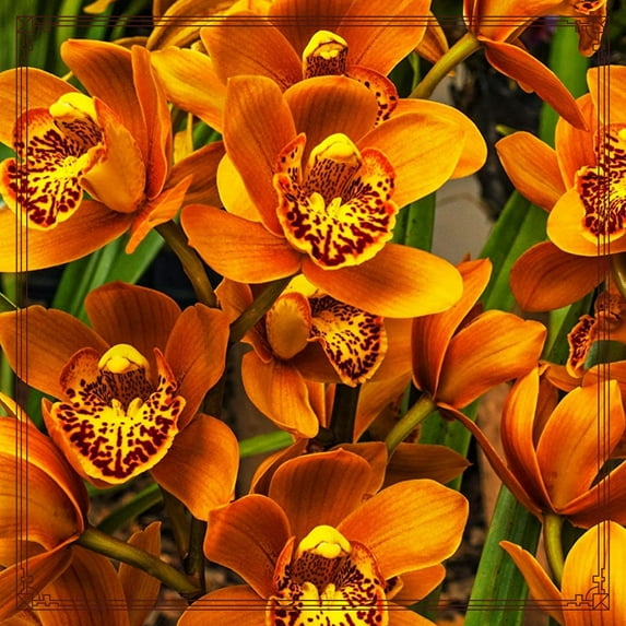 Cymbidium-Bulbs-Home Decoration for Planting Now-Simple to Grow-Premium ...