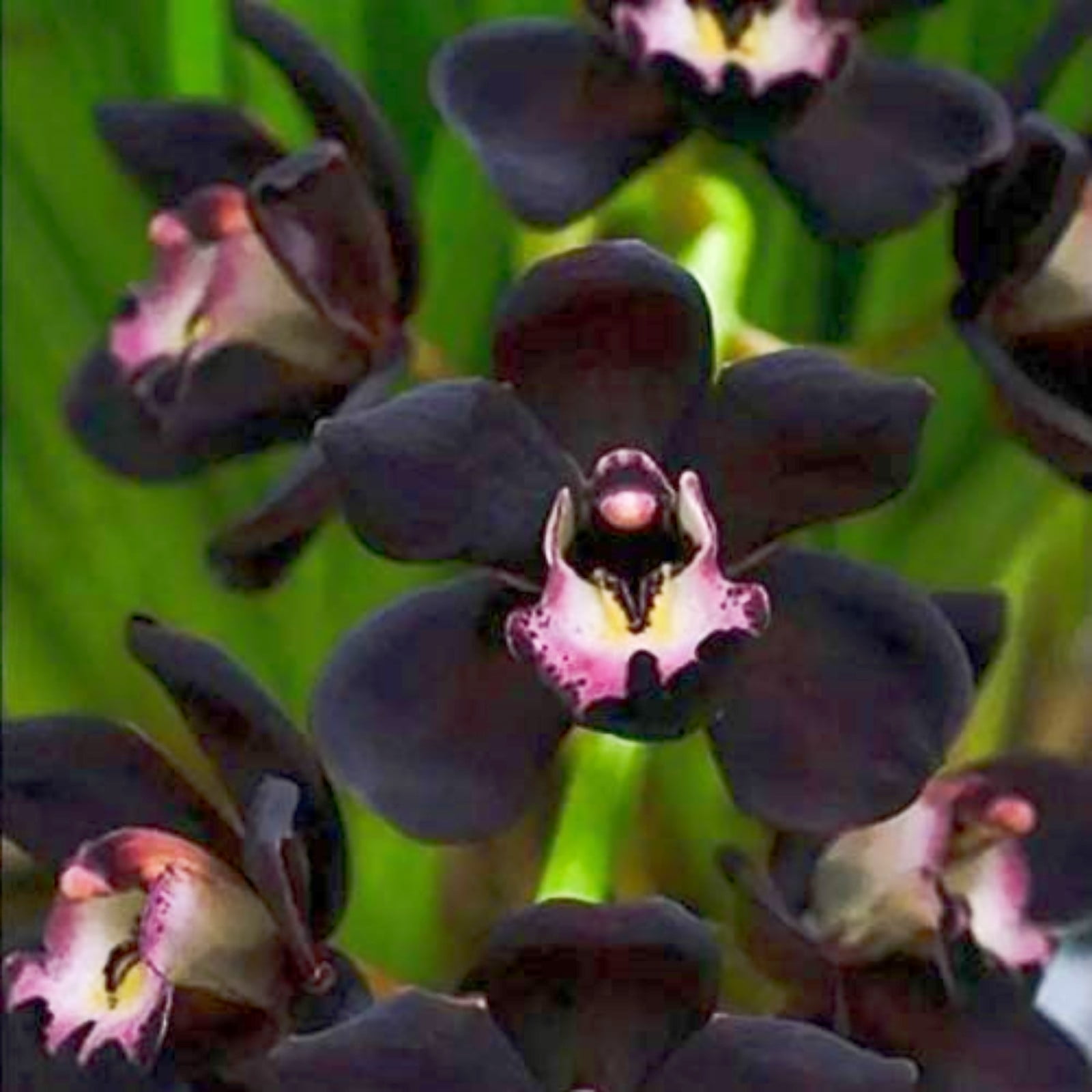 Cymbidium-Bulbs-Home Decoration for Planting Now-Simple to Grow-Premium ...