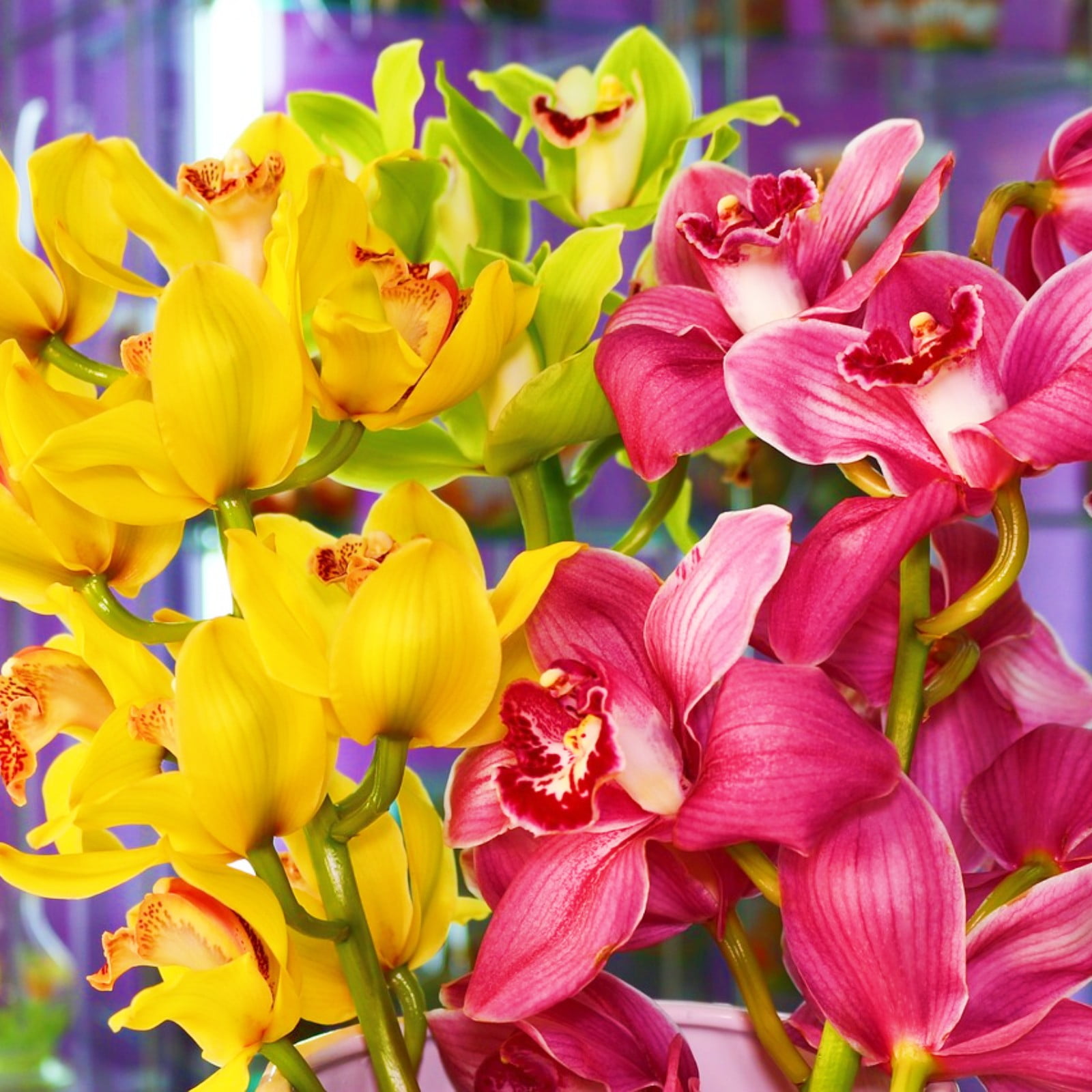 Cymbidium-Bulbs-Home Decoration for Planting Now-Simple to Grow-Premium ...