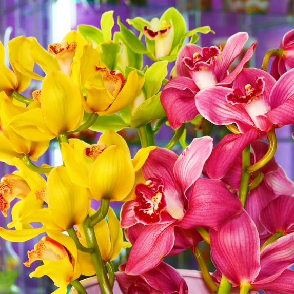 Cymbidium-Bulbs-Home Decoration for Planting Now-Simple to Grow-Premium ...