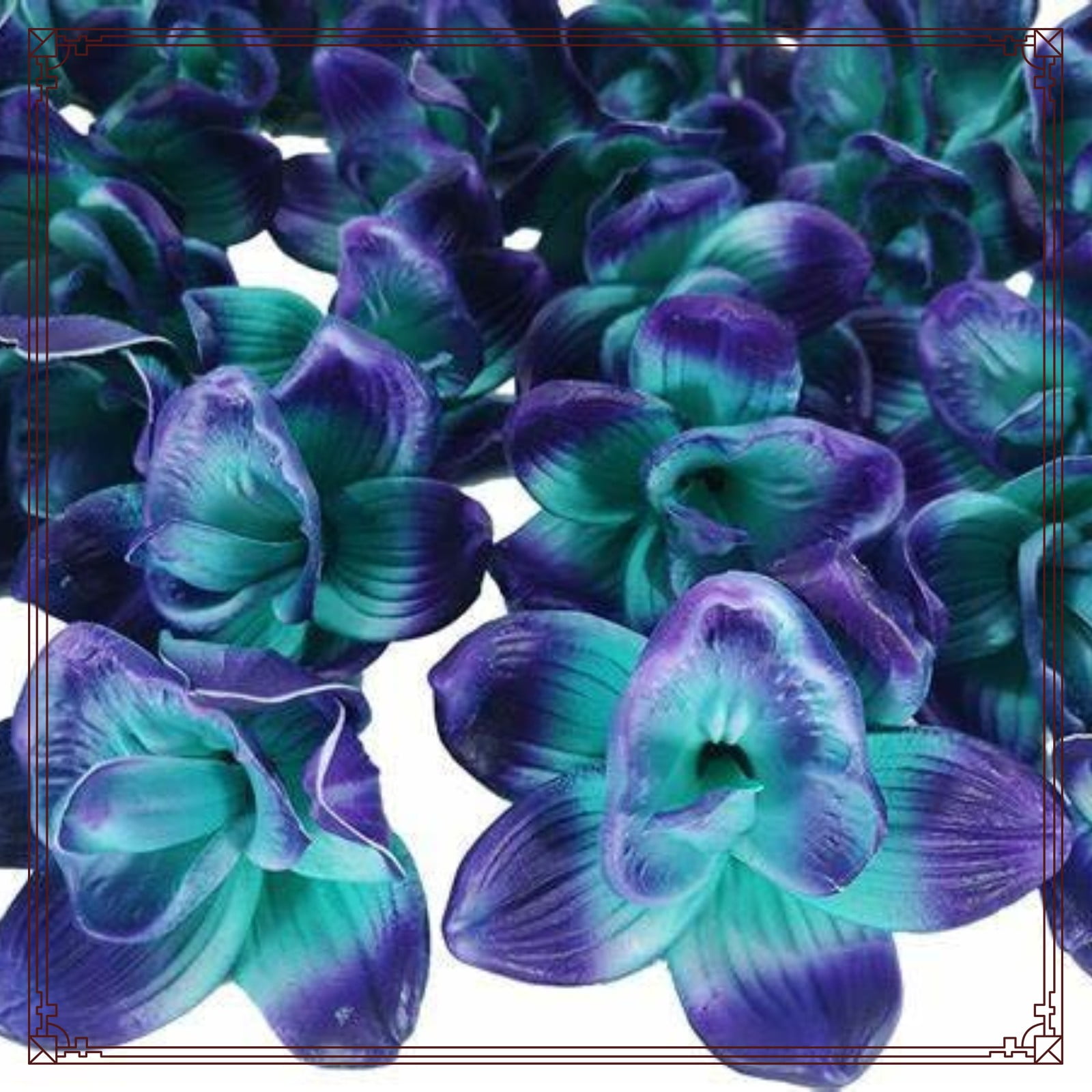 Cymbidium-Bulbs-Home Decoration for Planting Now-Simple to Grow-Premium ...