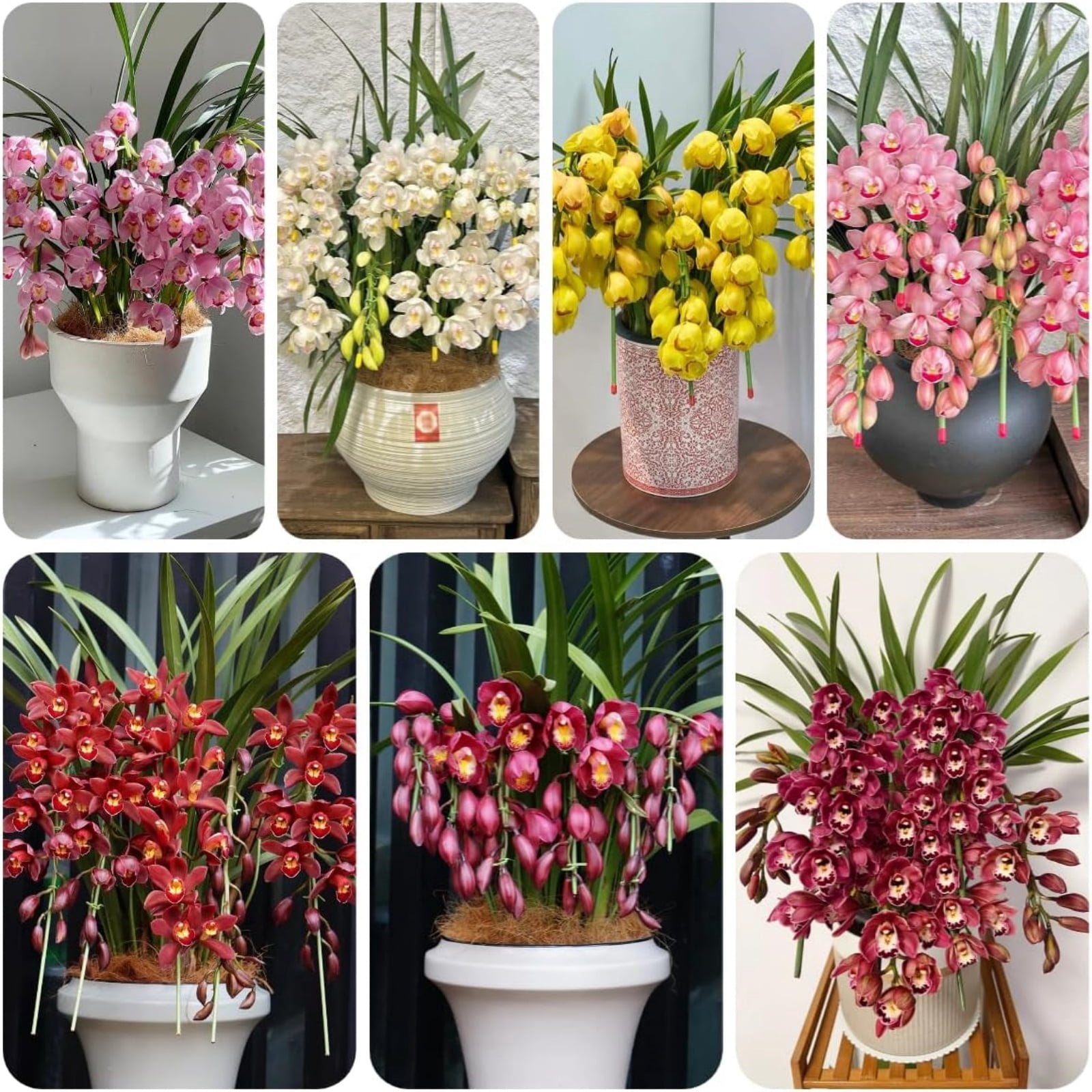 Cymbidium -Bulbs-Home Garden For Planting Now-Premium Garden Stakes ...