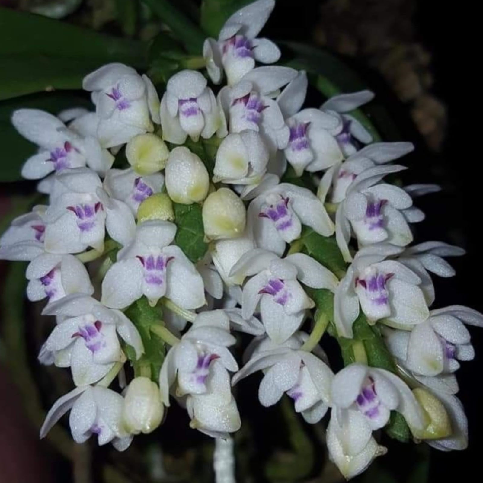 Cymbidium Bulbs Planting Bulbs Ornamental Garden Perennial Non ...