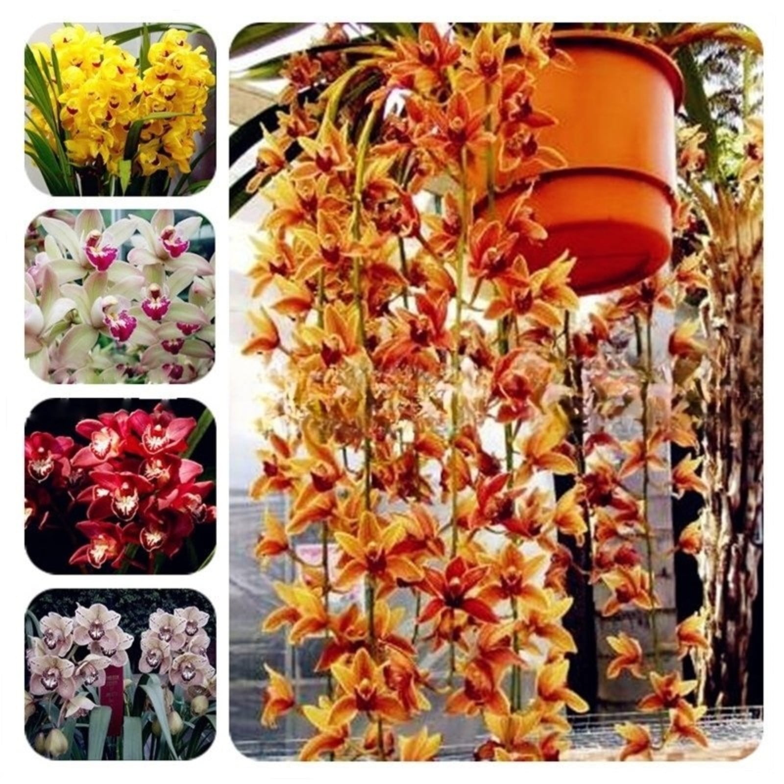 Cymbidium Bulbs Planting Bulbs Ornamental Perennial Non-Artificial ...