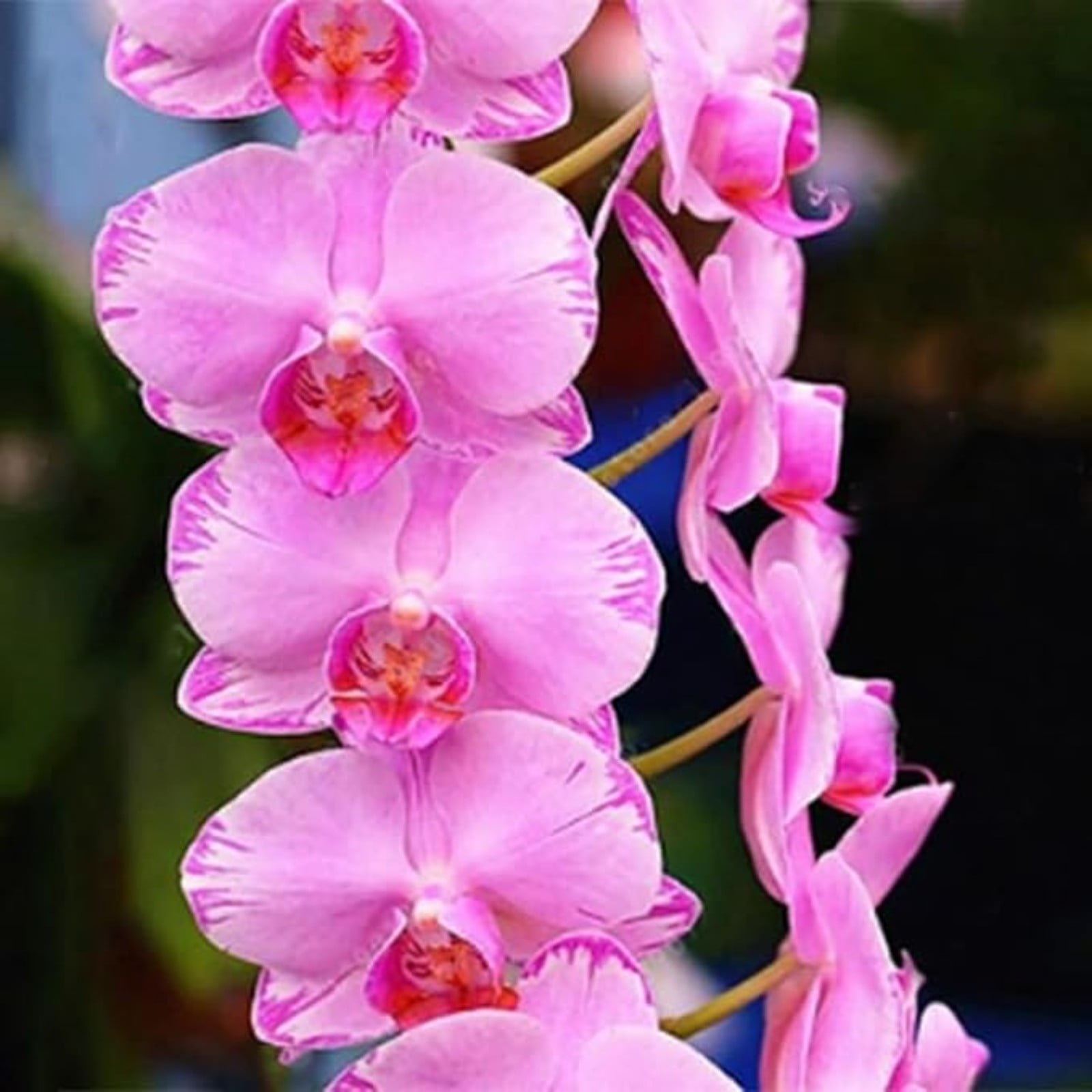 Cymbidium Bulbs Planting Bulbs Ornamental Perennial Non-Artificial ...