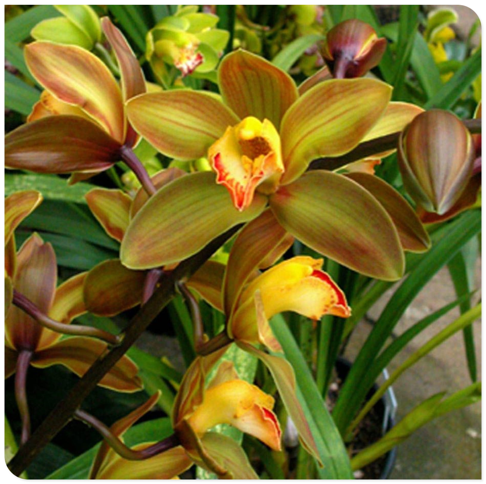 Cymbidium Bulbs, Planting Simple Indoor And Outdoor Grow, Beautiful ...