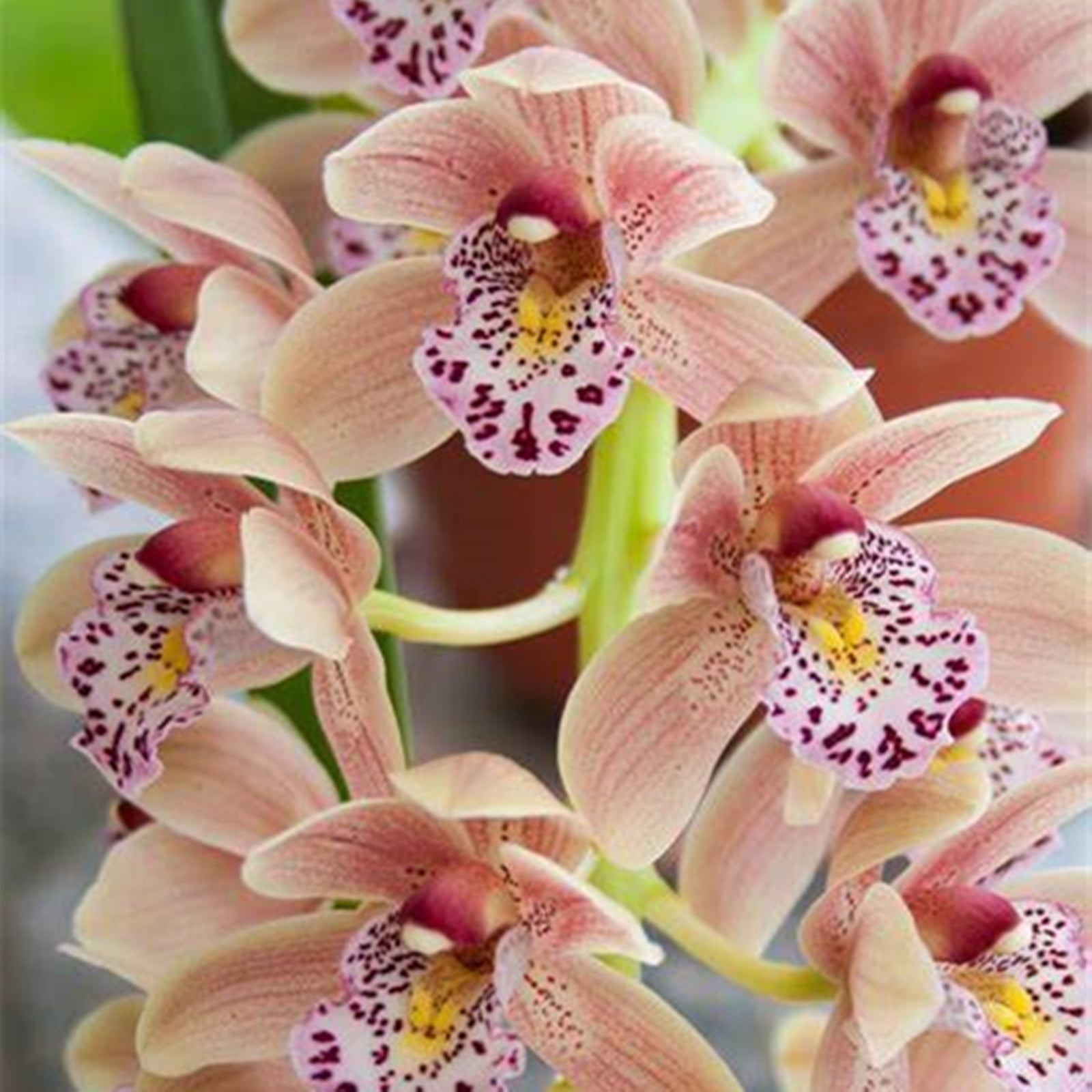 Cymbidium Bulbs, Planting Simple Indoor And Outdoor Grow, Houseplants ...