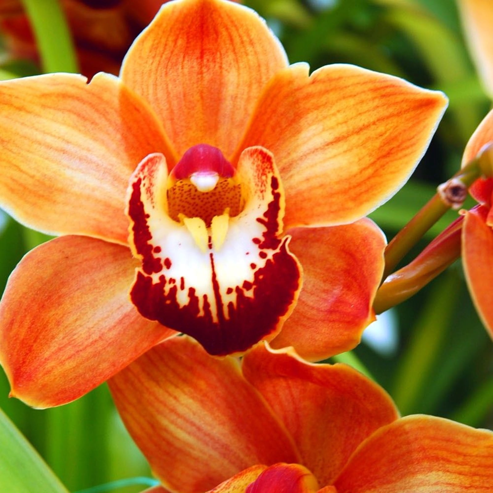 Cymbidium Bulbs, Planting Simple Indoor And Outdoor Grow, Houseplants ...
