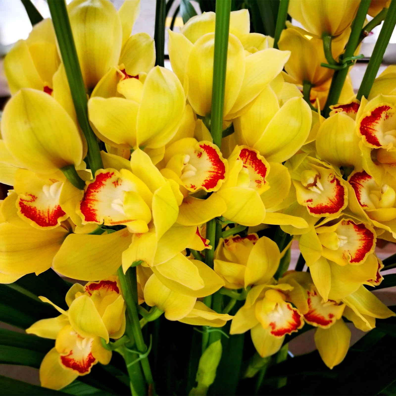 Cymbidium Bulbs, Planting Simple Indoor And Outdoor Grow, Houseplants ...
