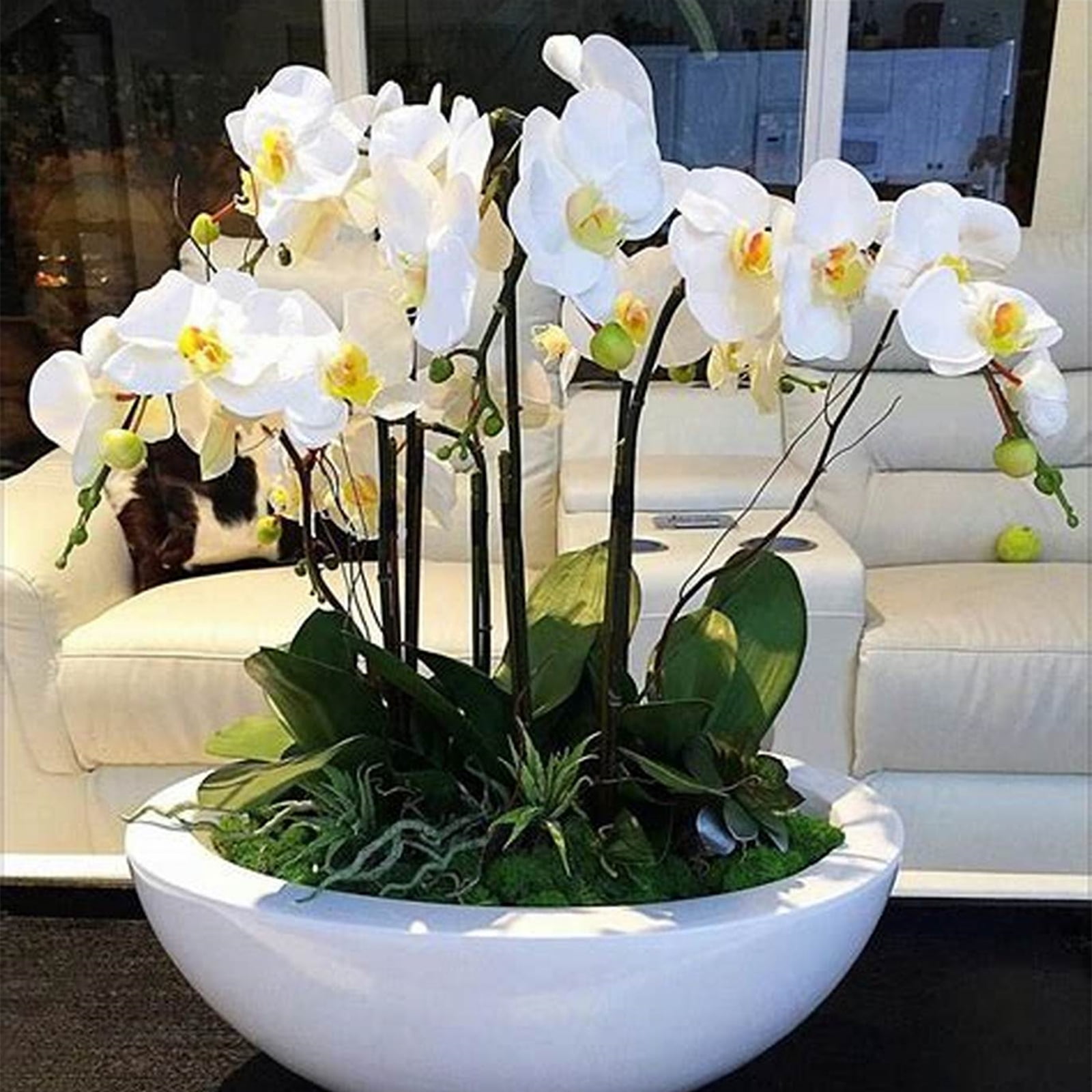 Cymbidium Bulbs, A Pleasant Fragrance And A Long Flowering Period, Easy ...