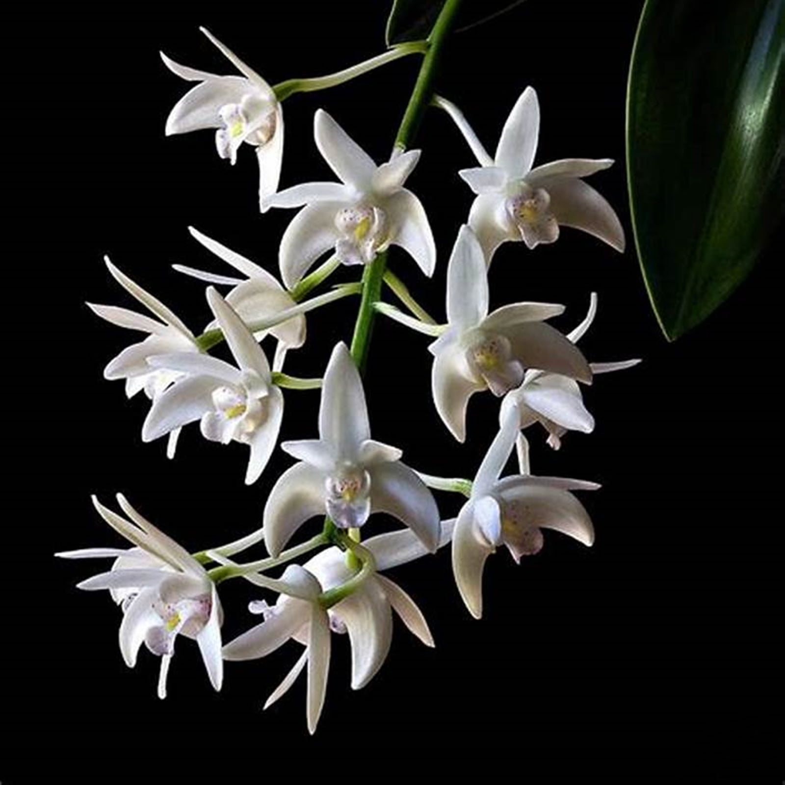 Cymbidium Bulbs, A Pleasant Fragrance And A Long Flowering Period, Easy ...