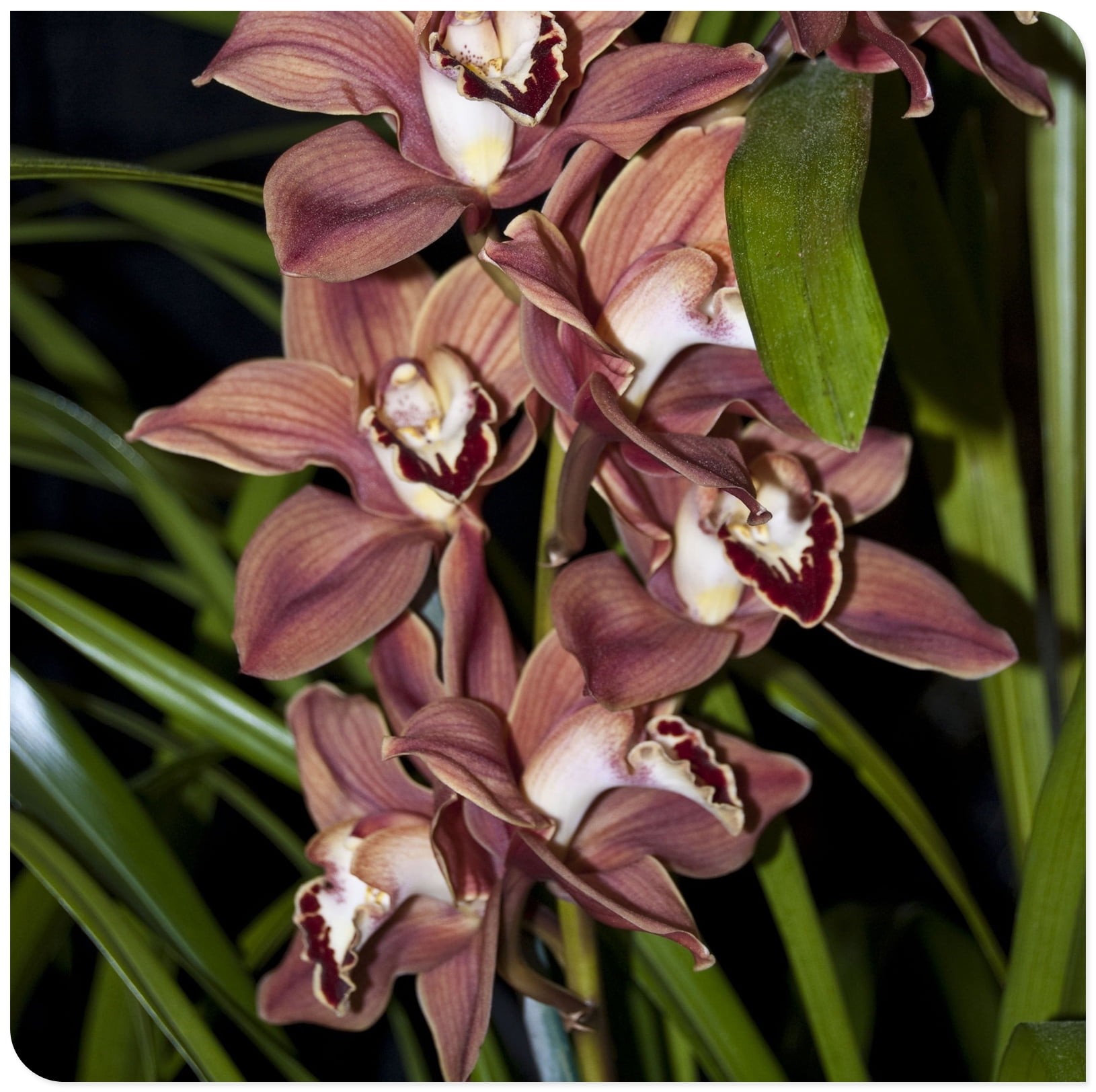 Cymbidium Bulbs, Pleasantly Scented - Good as Cut Flowers ...