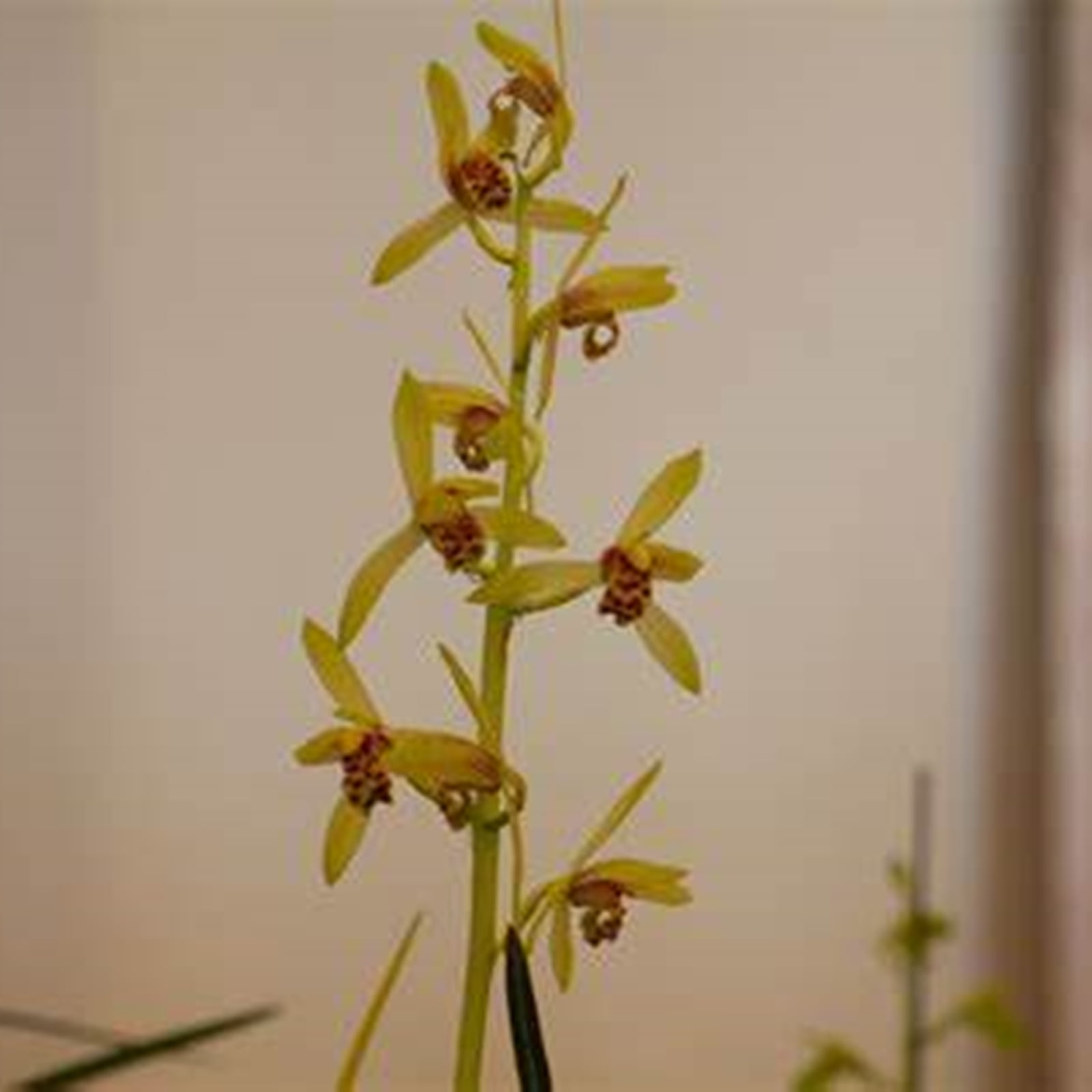 Cymbidium Bulbs, Pleasantly Scented - Good as Cut Flowers ...