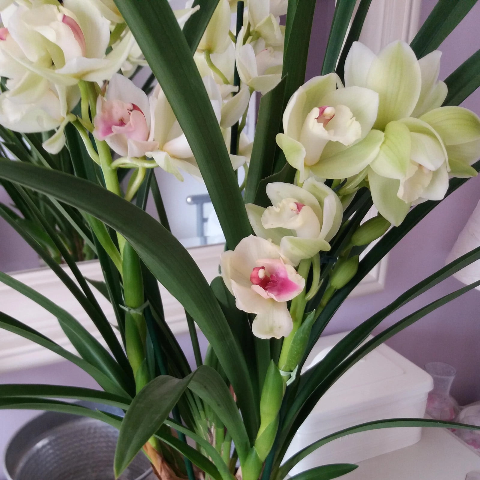 Cymbidium Bulbs, Pleasantly Scented - Good as Cut Flowers ...