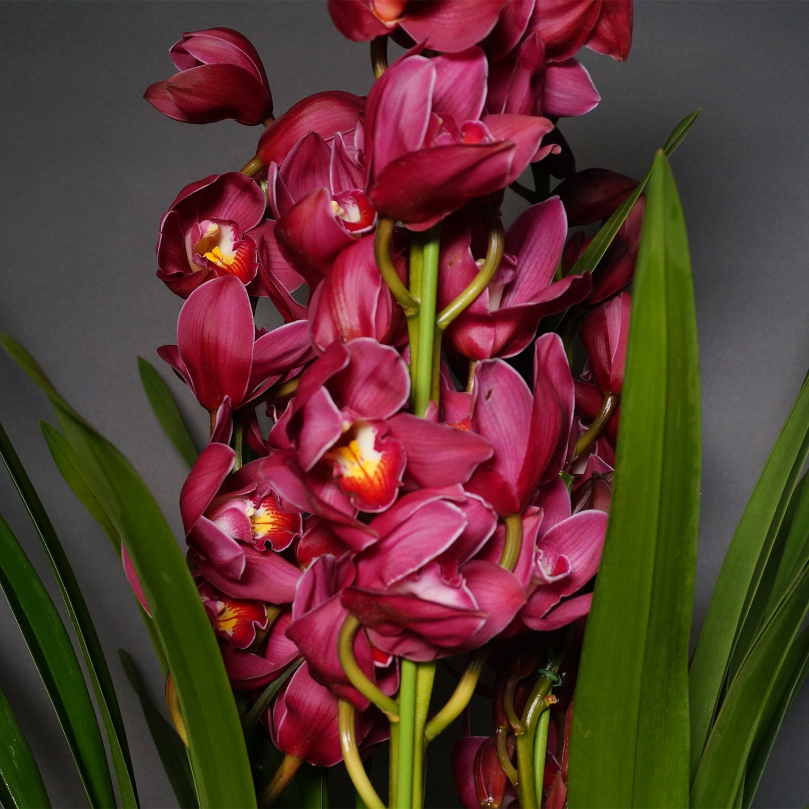Cymbidium Bulbs, Pleasantly Scented - Good as Cut Flowers ...