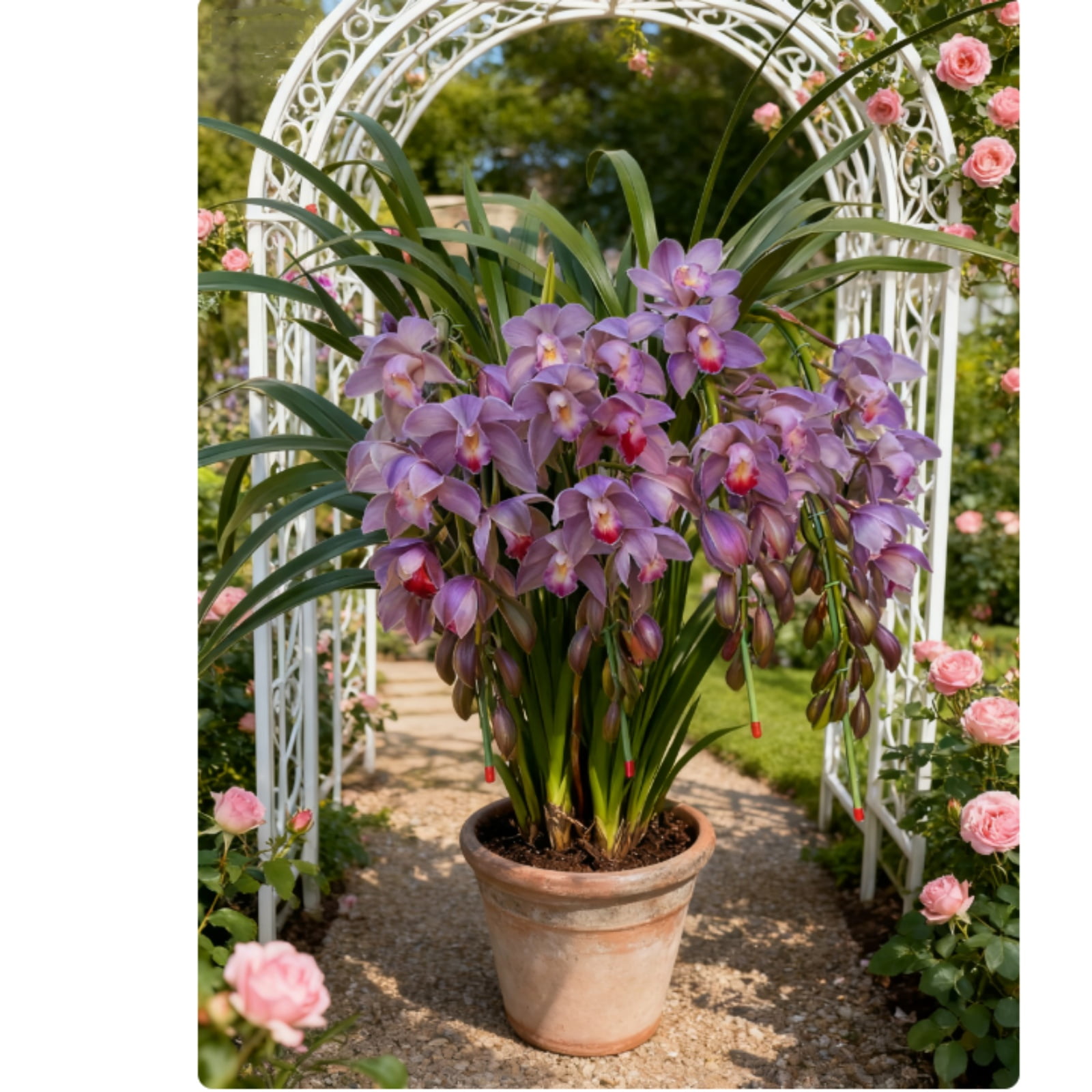 Cymbidium Bulbs/Professional Planting for Fill Shady Corners Garden ...