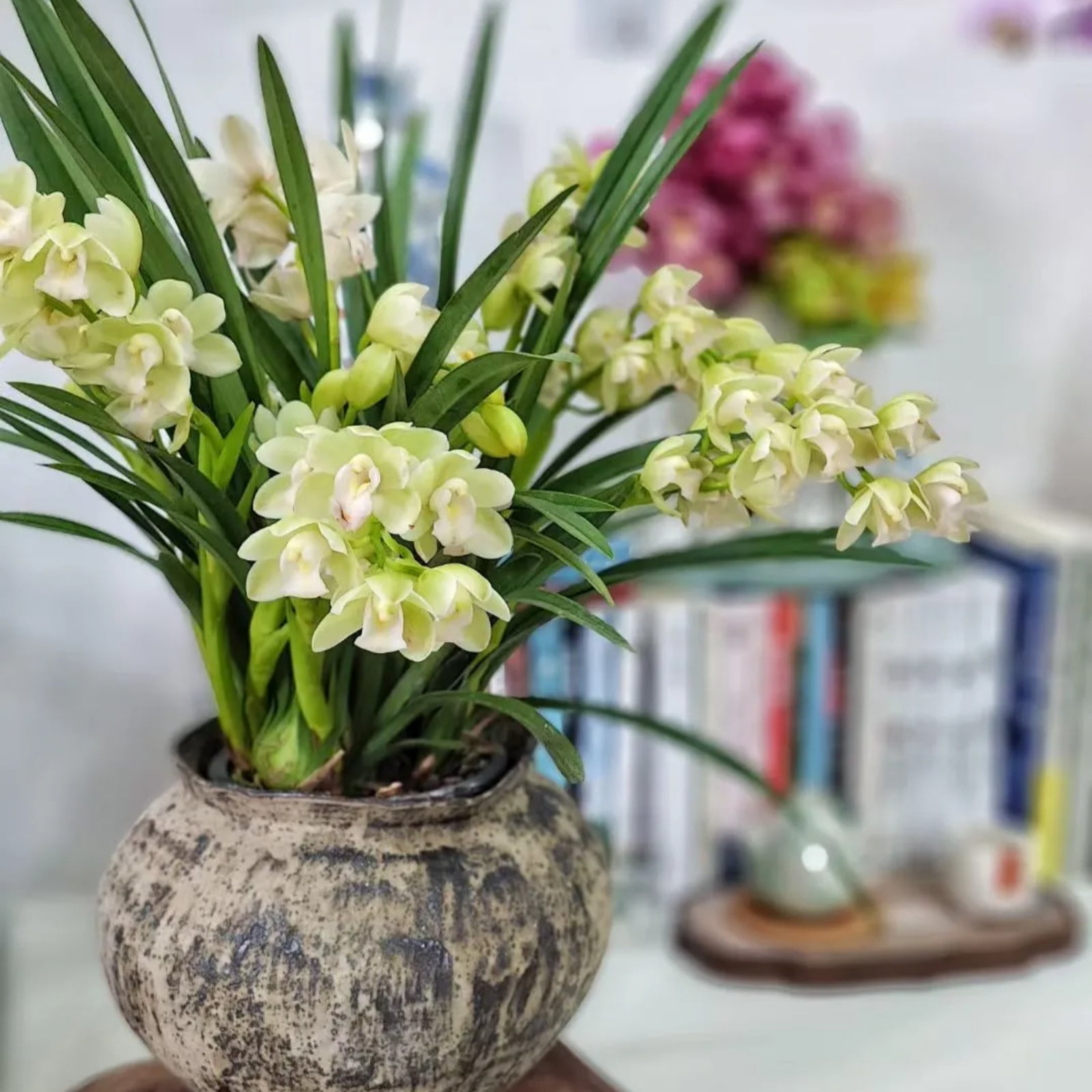 Cymbidium Bulbs/Professional Planting for Fill Shady Corners Garden ...