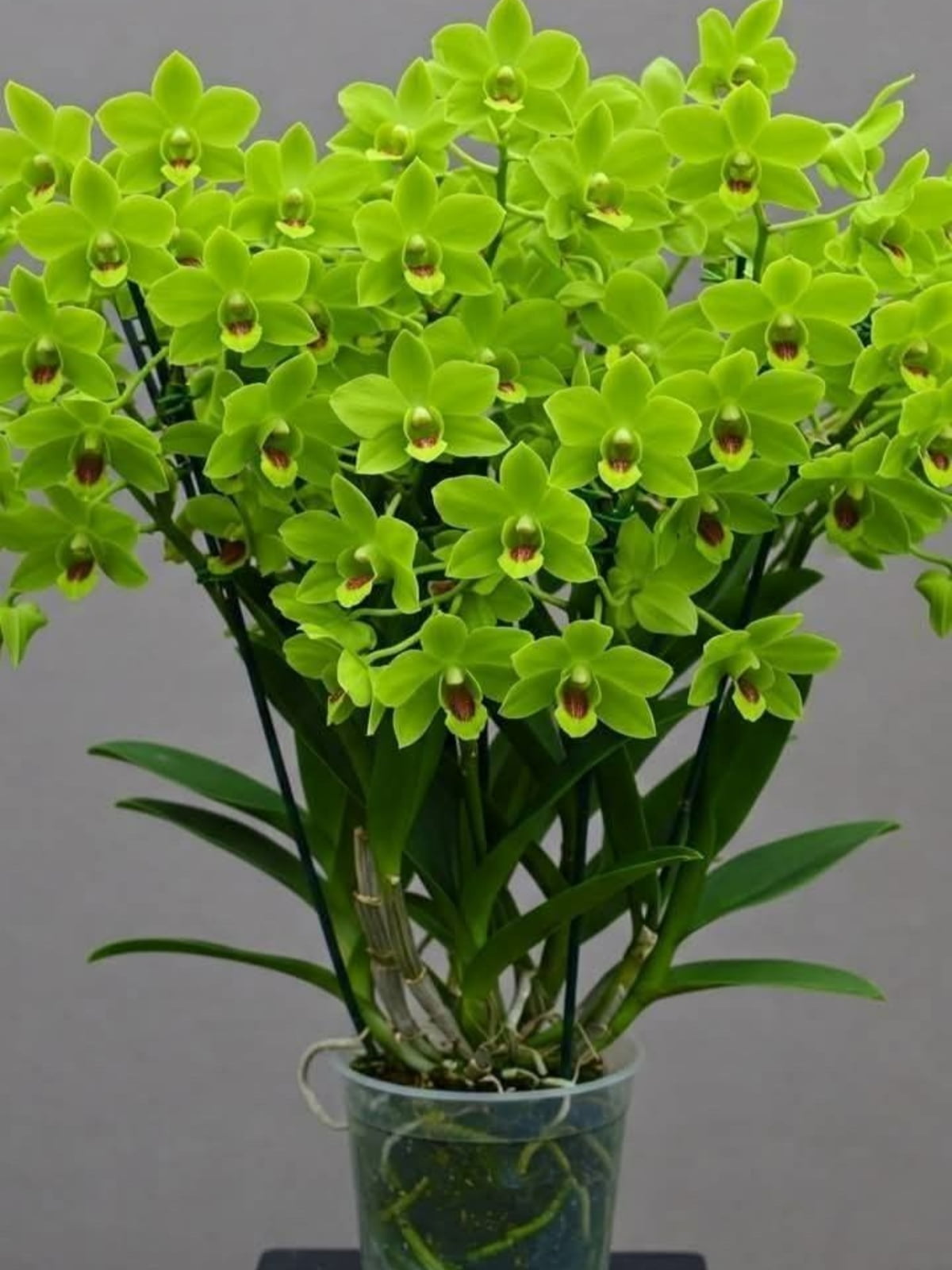 Cymbidium Bulbs/Professional Planting for Fill Shady Corners Garden ...