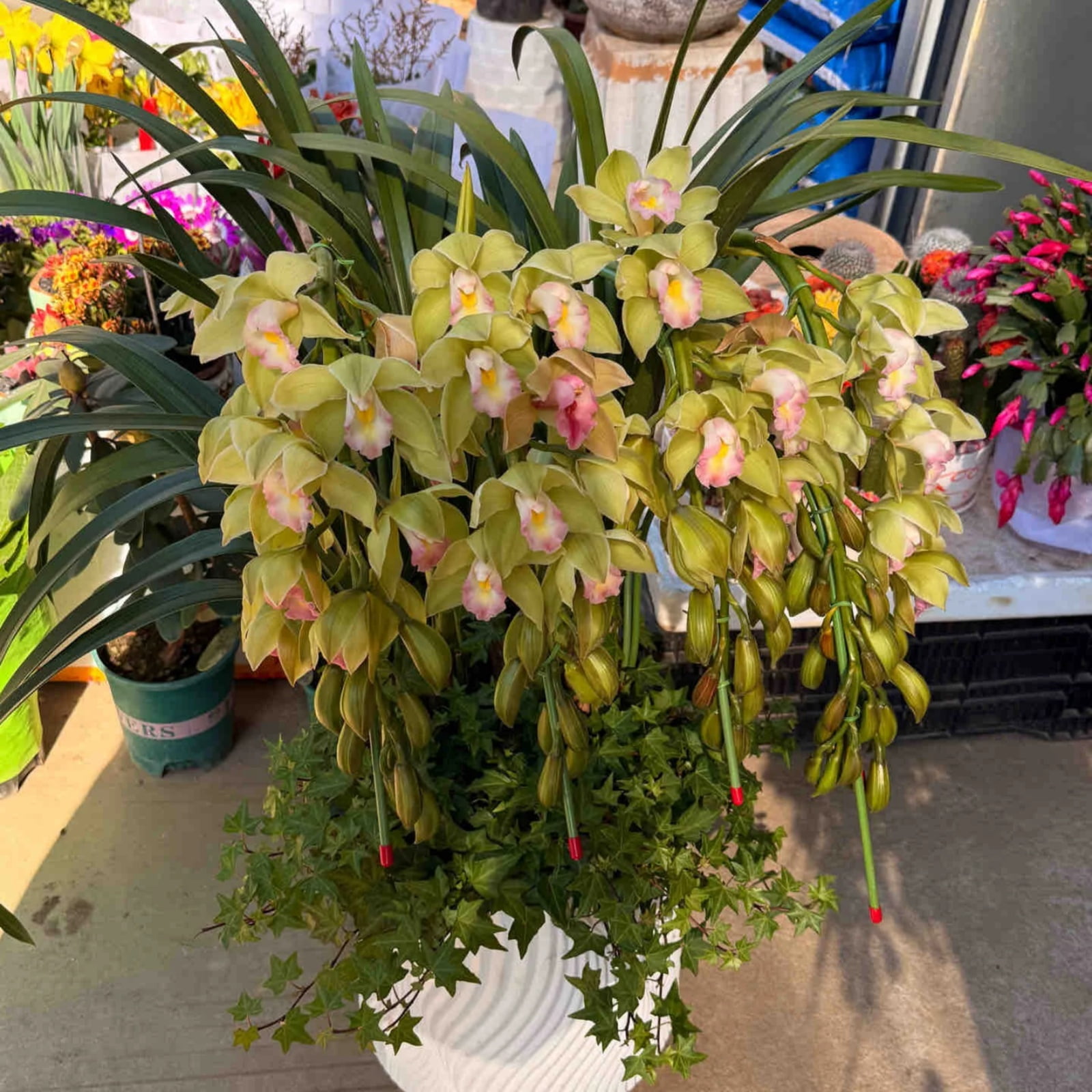 Cymbidium Bulbs/Professional Planting for Fill Shady Corners Garden ...