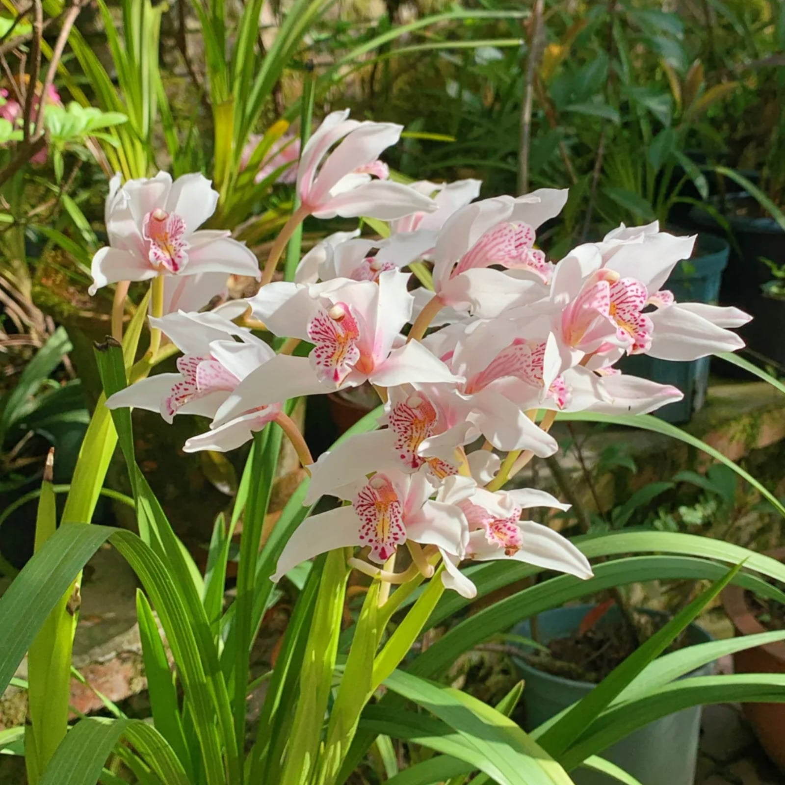 Cymbidium Bulbs/Professional Planting for Fill Shady Corners Garden ...