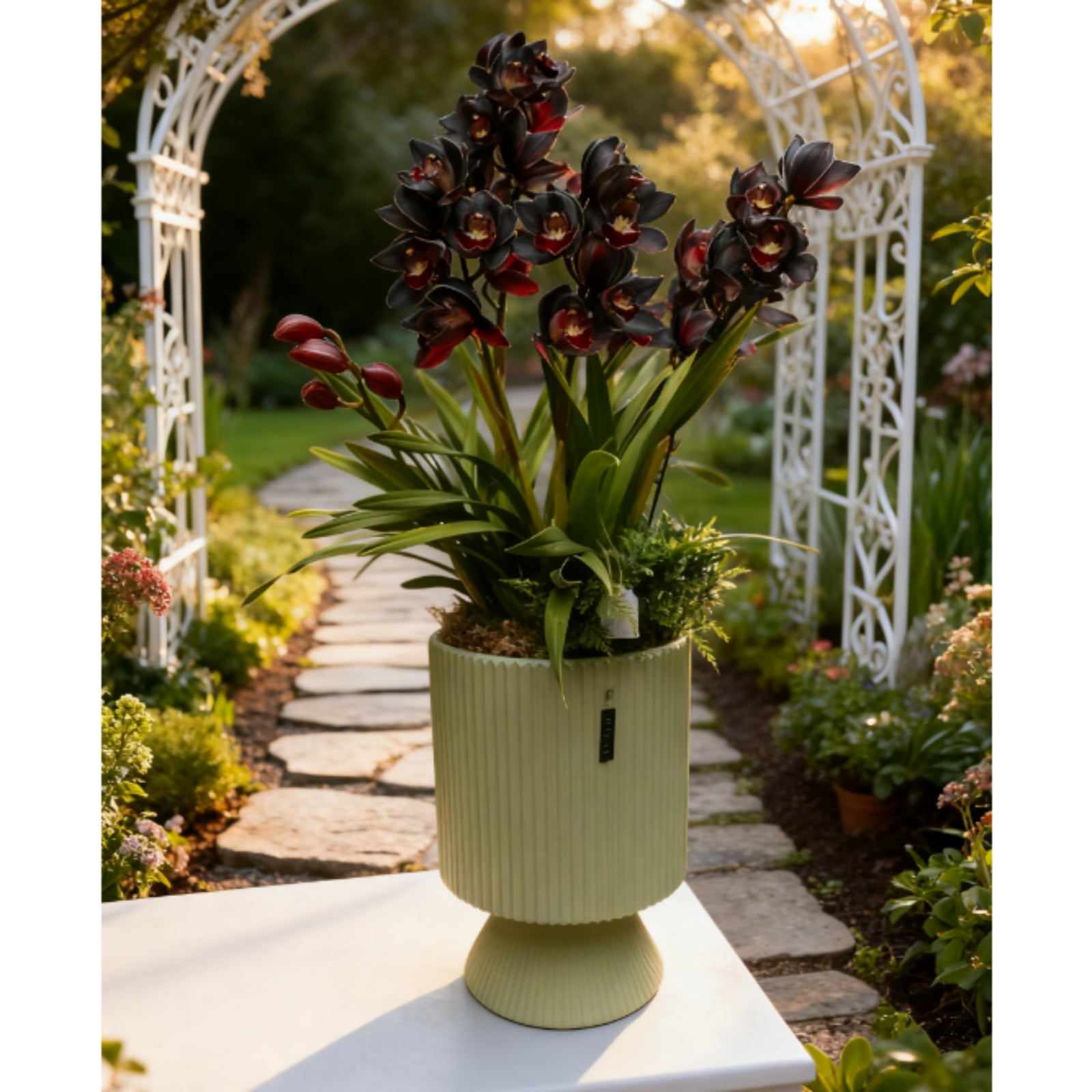 Cymbidium Bulbs/Professional Planting for Fill Shady Corners Garden ...