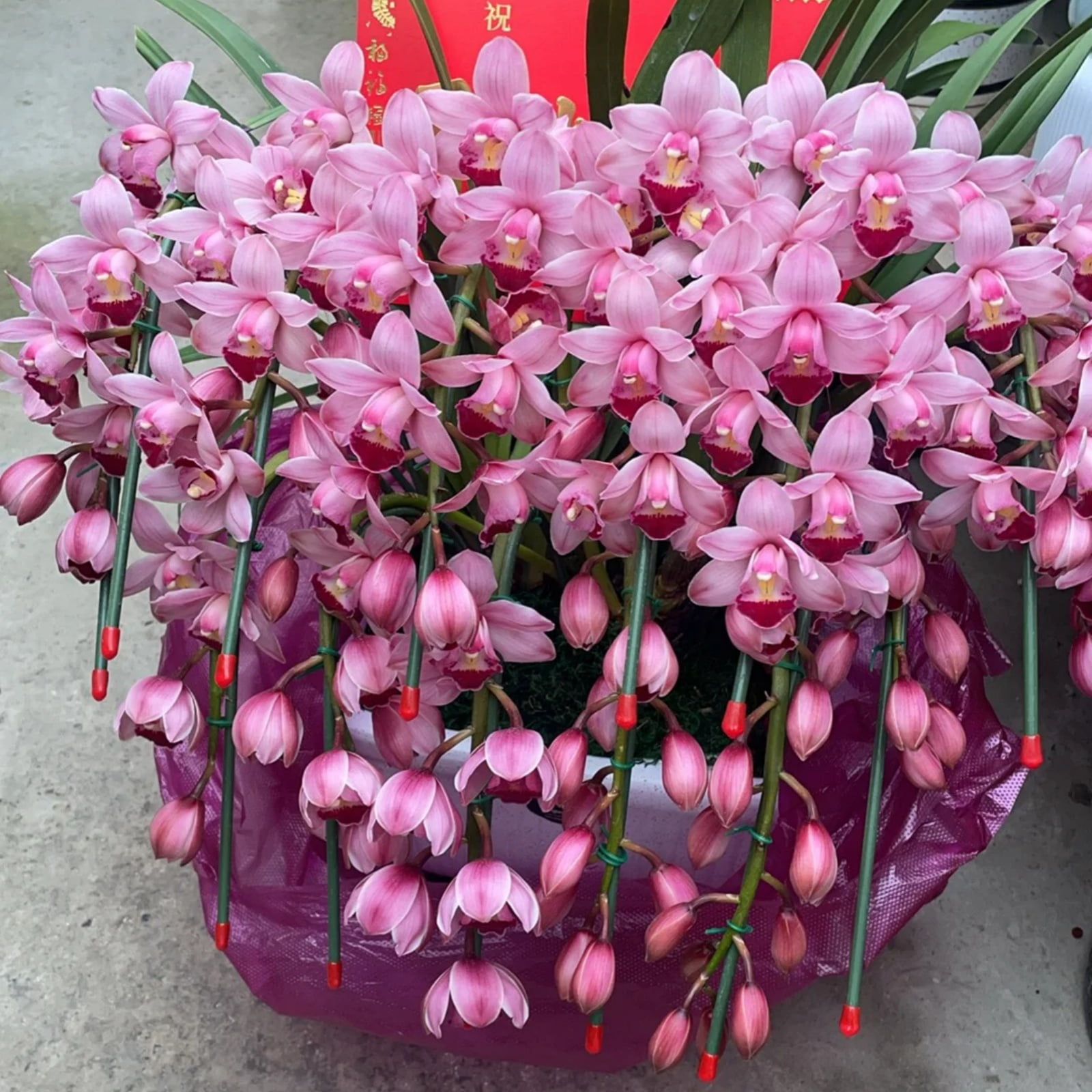 Cymbidium Bulbs/Professional Planting for Fill Shady Corners Garden ...