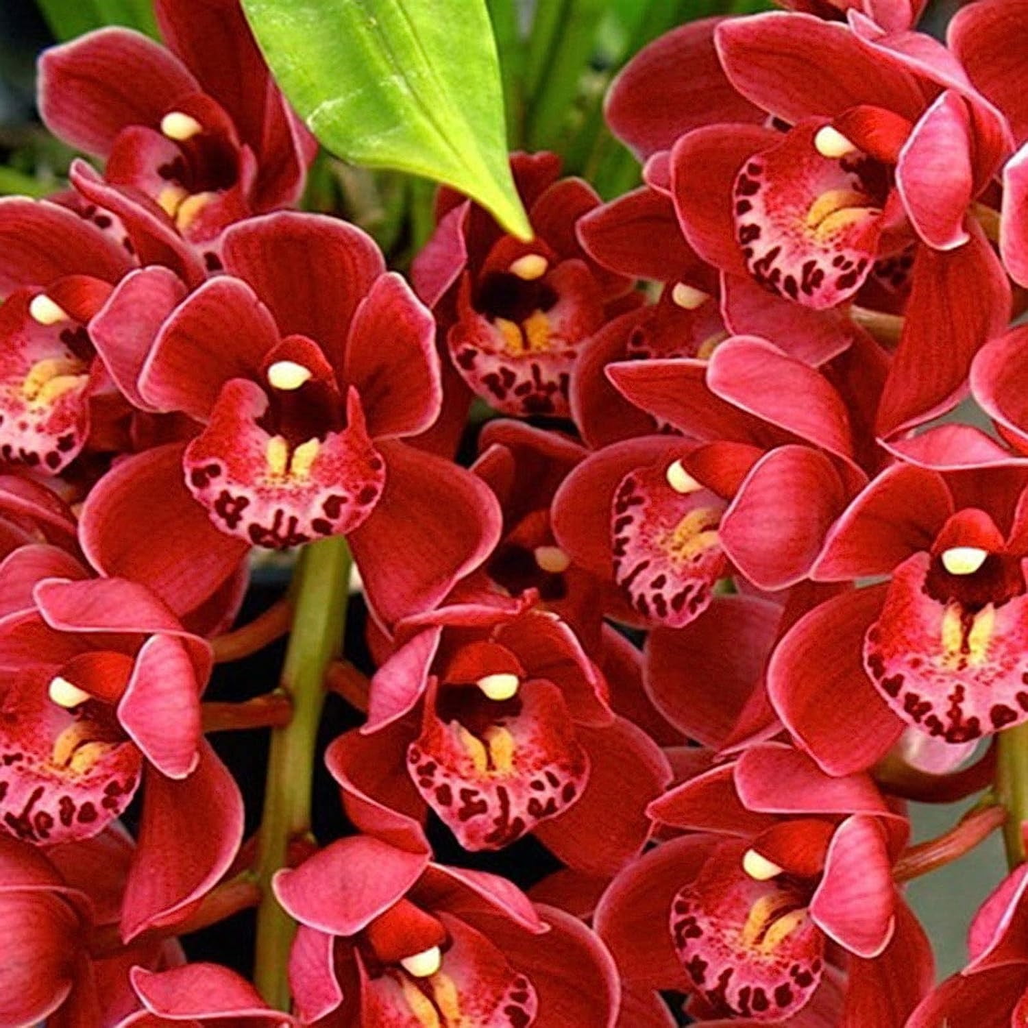 Cymbidium Bulbs for Planting , Attracts Bees, Cymbidium Plants ,Easy to ...